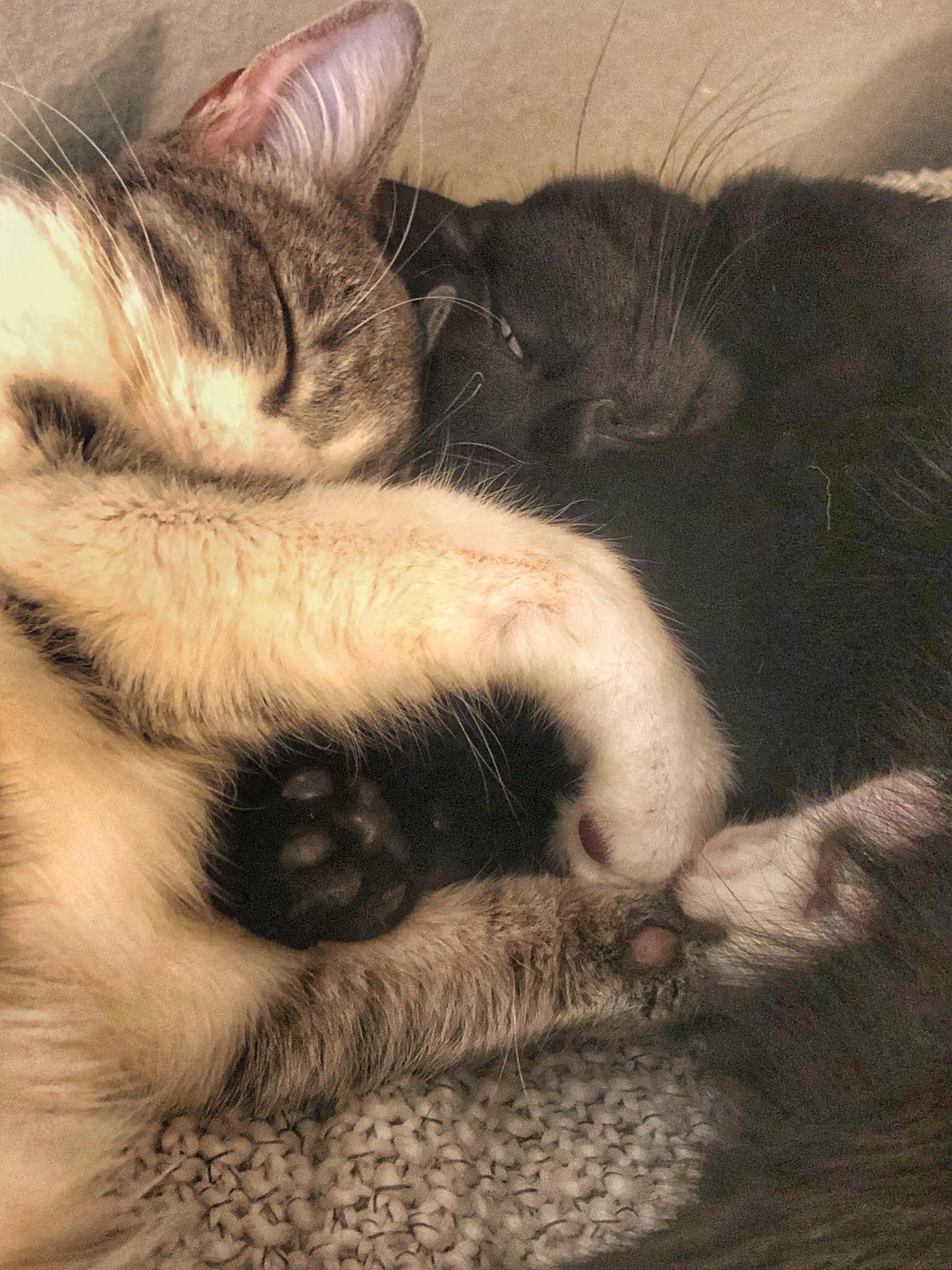 Figured this sub would appreciate some paw on paw action | Scrolller