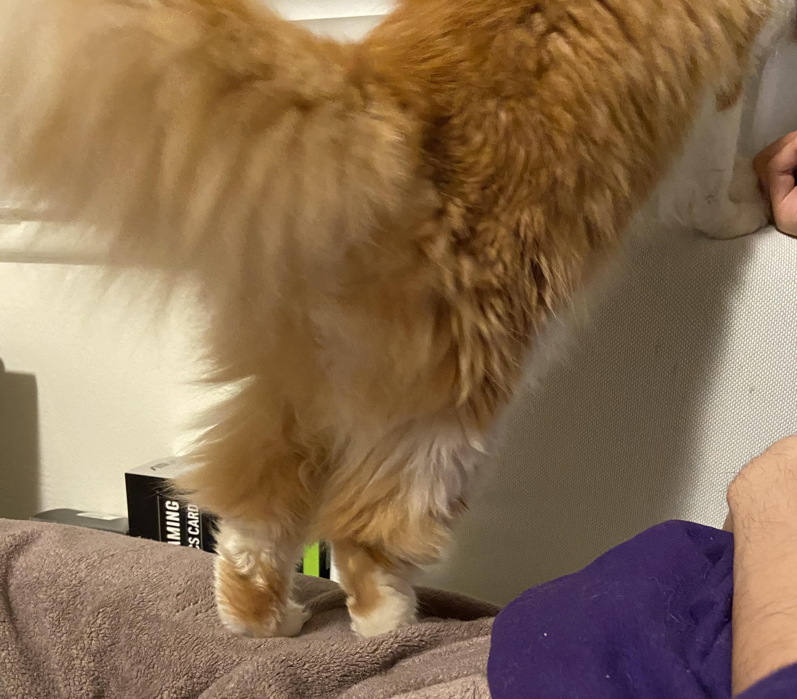 Finally captured his pantaloons | Scrolller