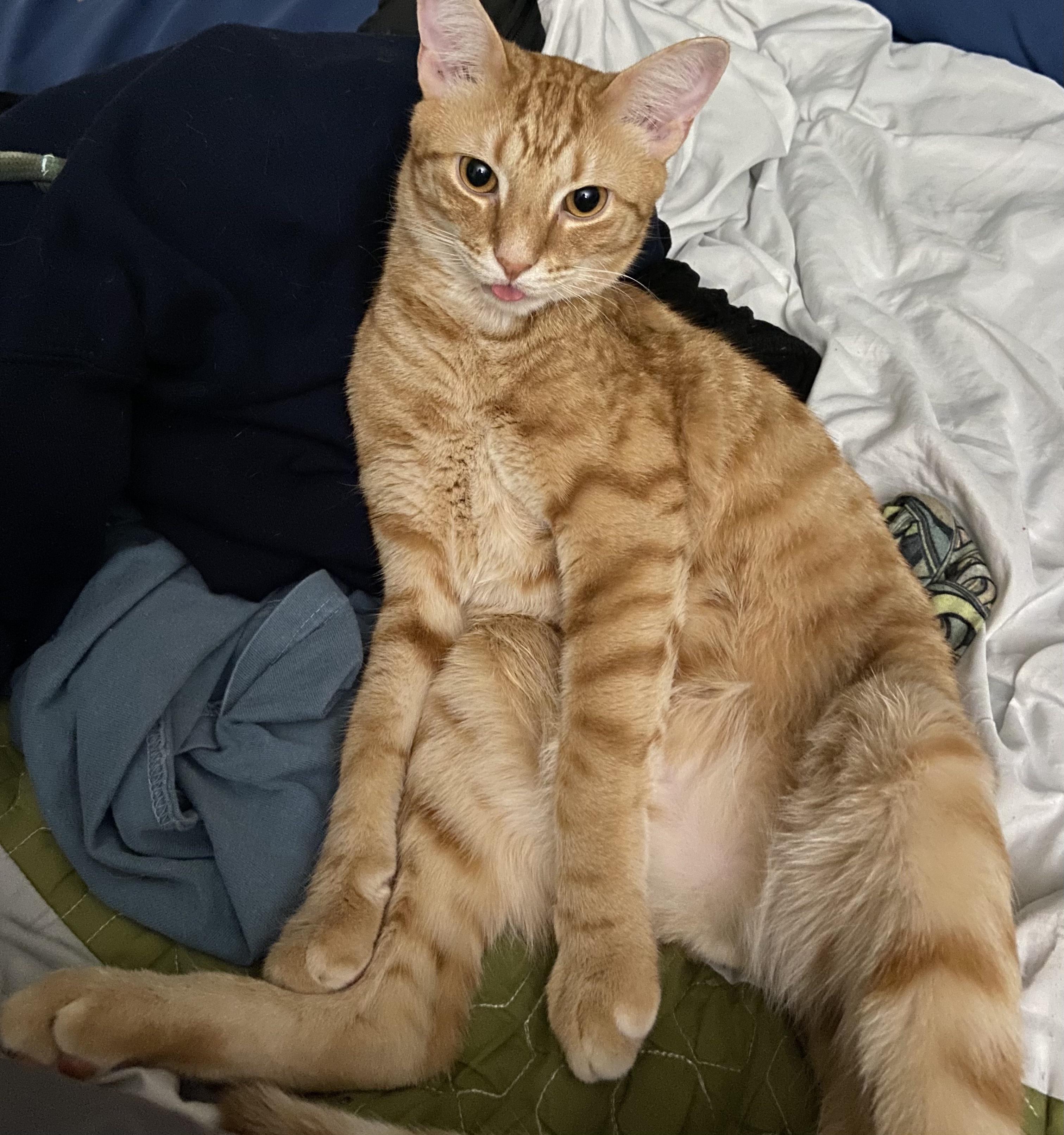 Finally caught Cheese doing the blep | Scrolller