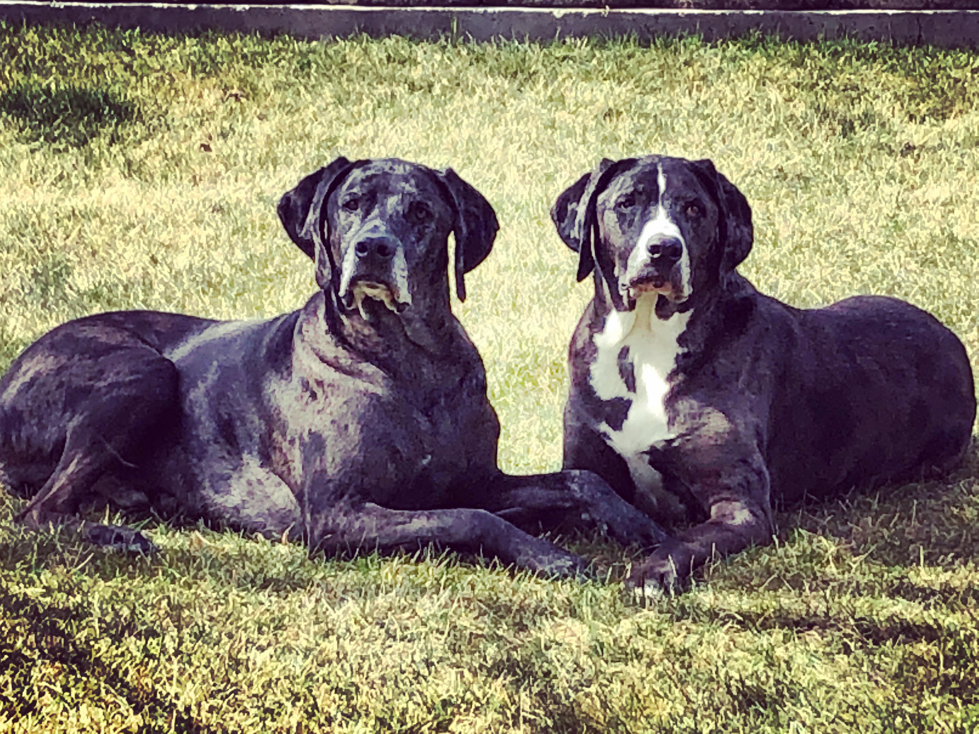 Finally caught them still enough for a decent pic. | Scrolller