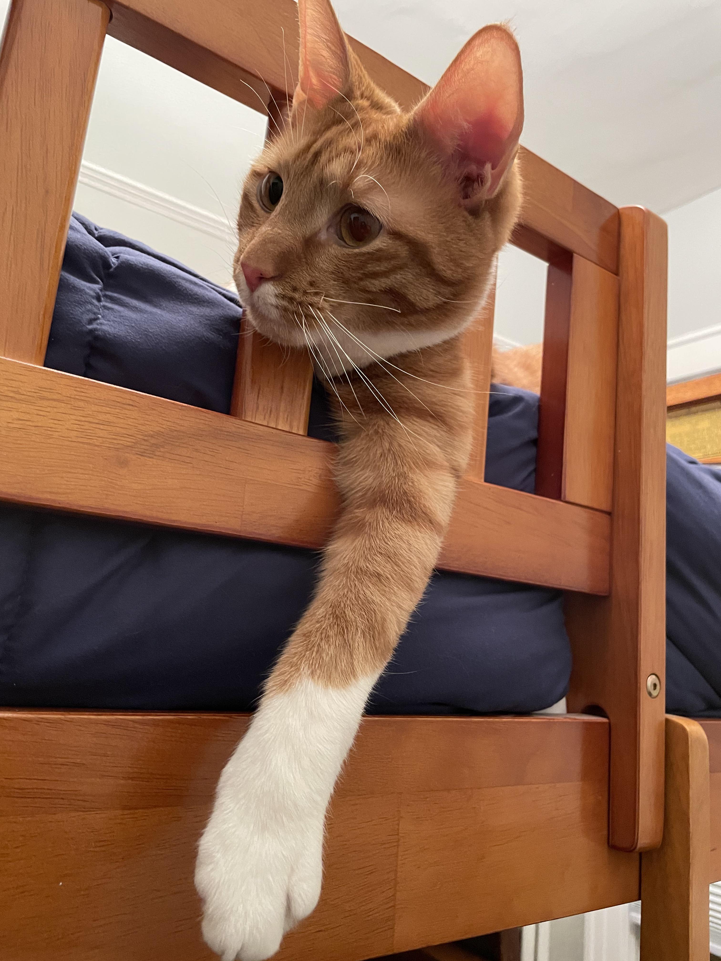 Finally made it to the top bunk! | Scrolller