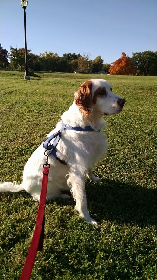 Finally Paying the Dog Tax! Guys, meet Hank | Scrolller