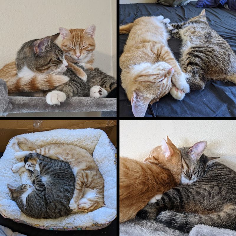 Finally pulled the trigger on a bonded pair for quarantine. More than I could have asked for ...