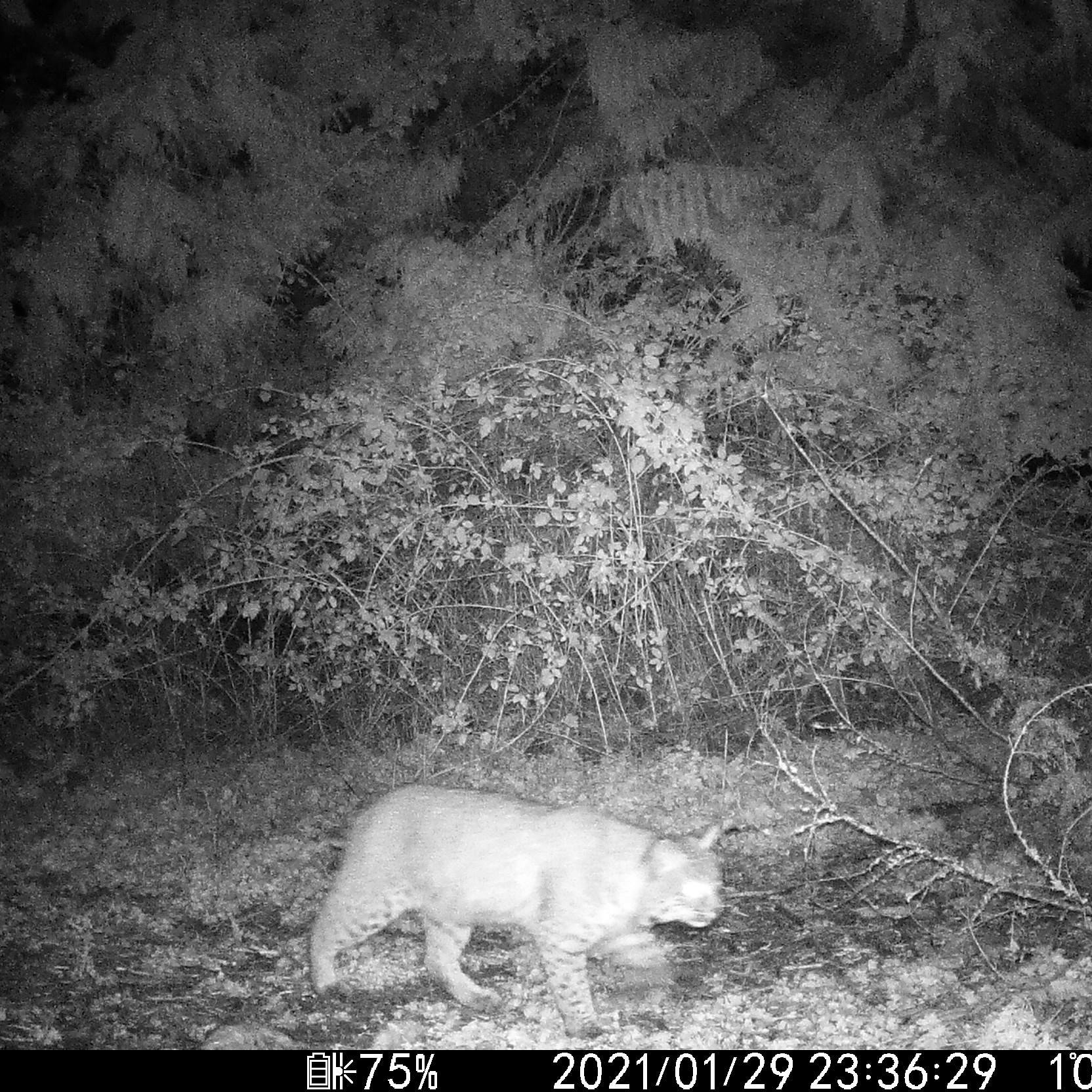 Finally spotted - WA State (Renton Highlands) | Scrolller