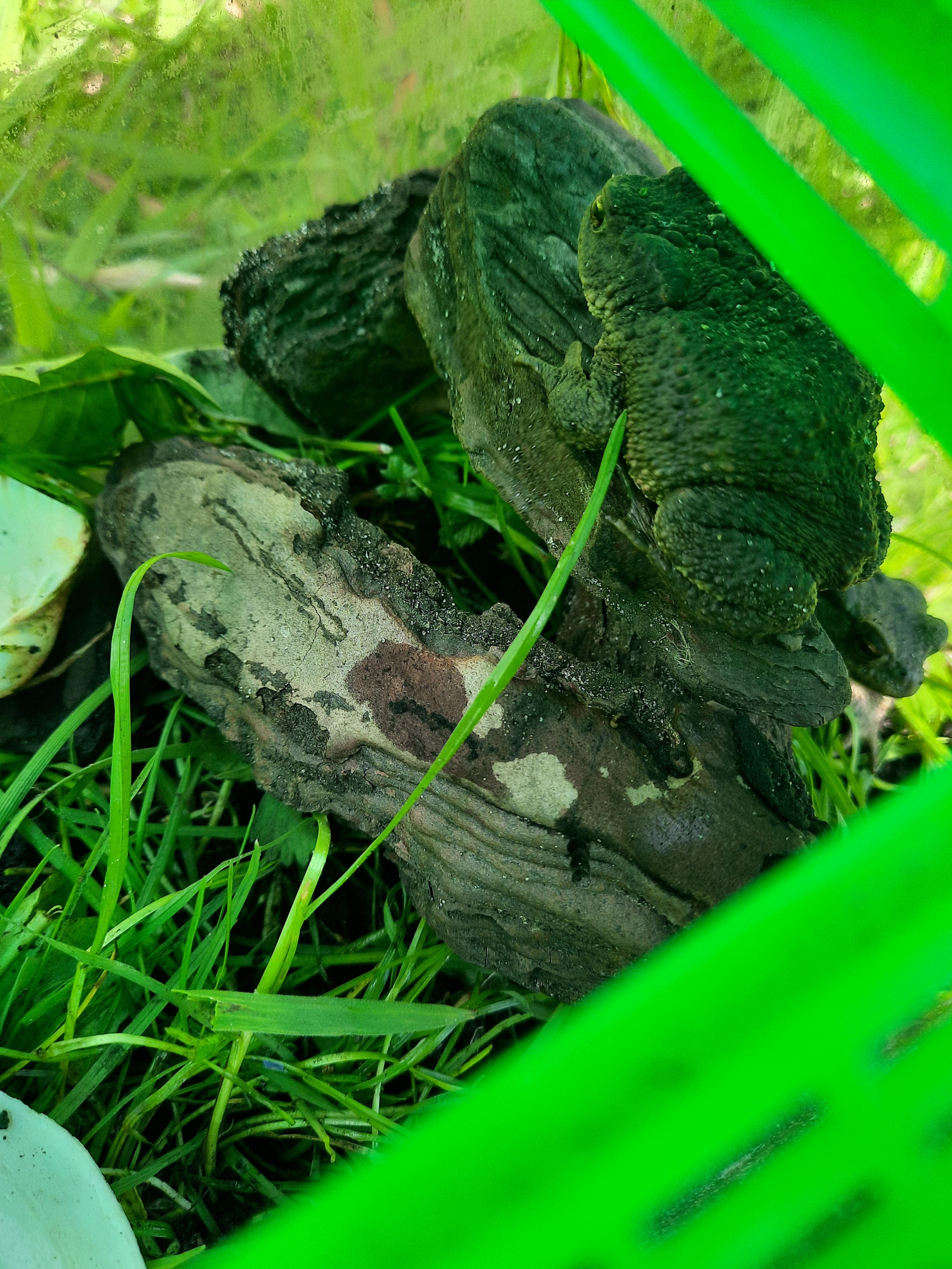 Find the two toads | Scrolller