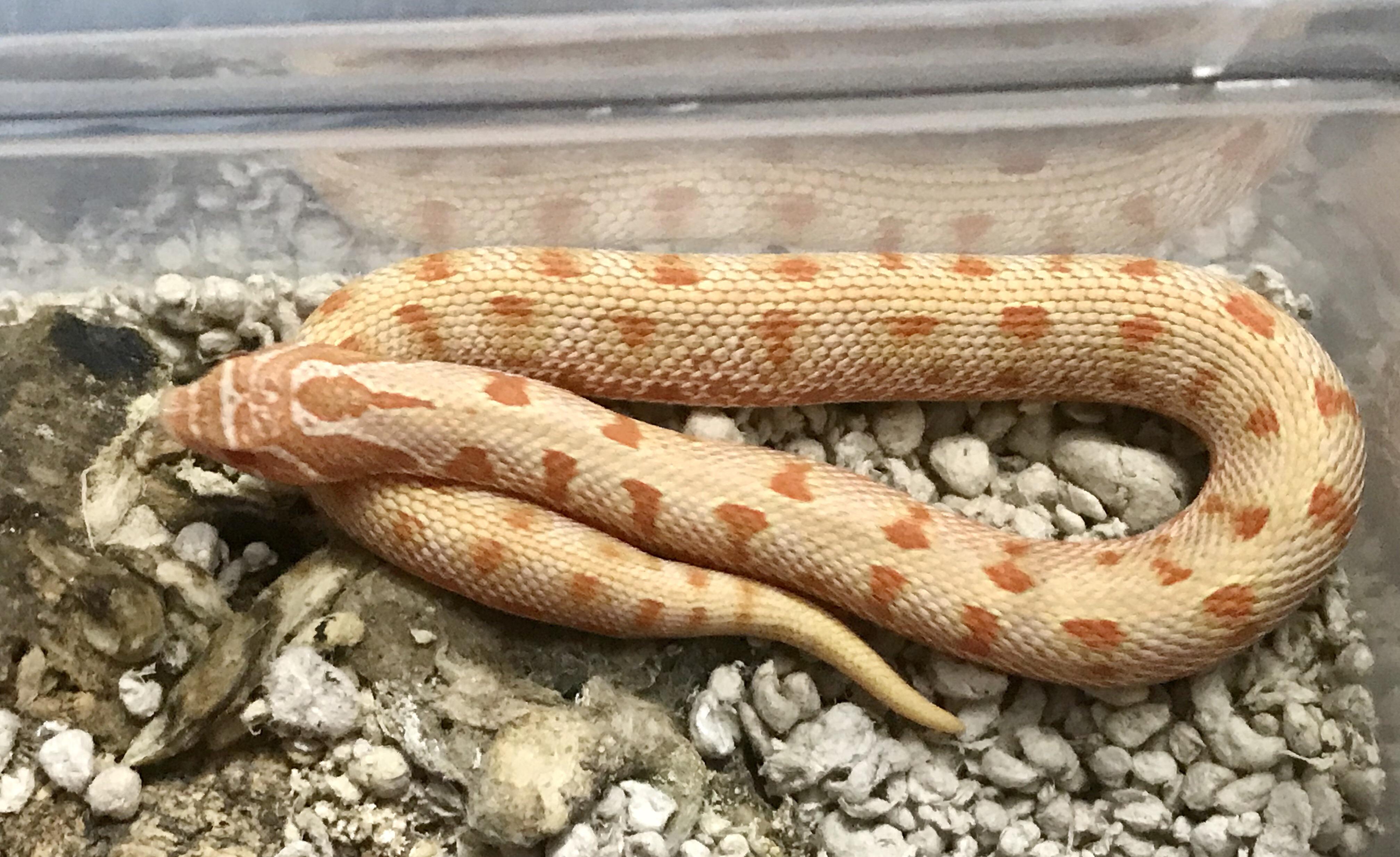 Finding out your girl is het for albino 👌 | Scrolller