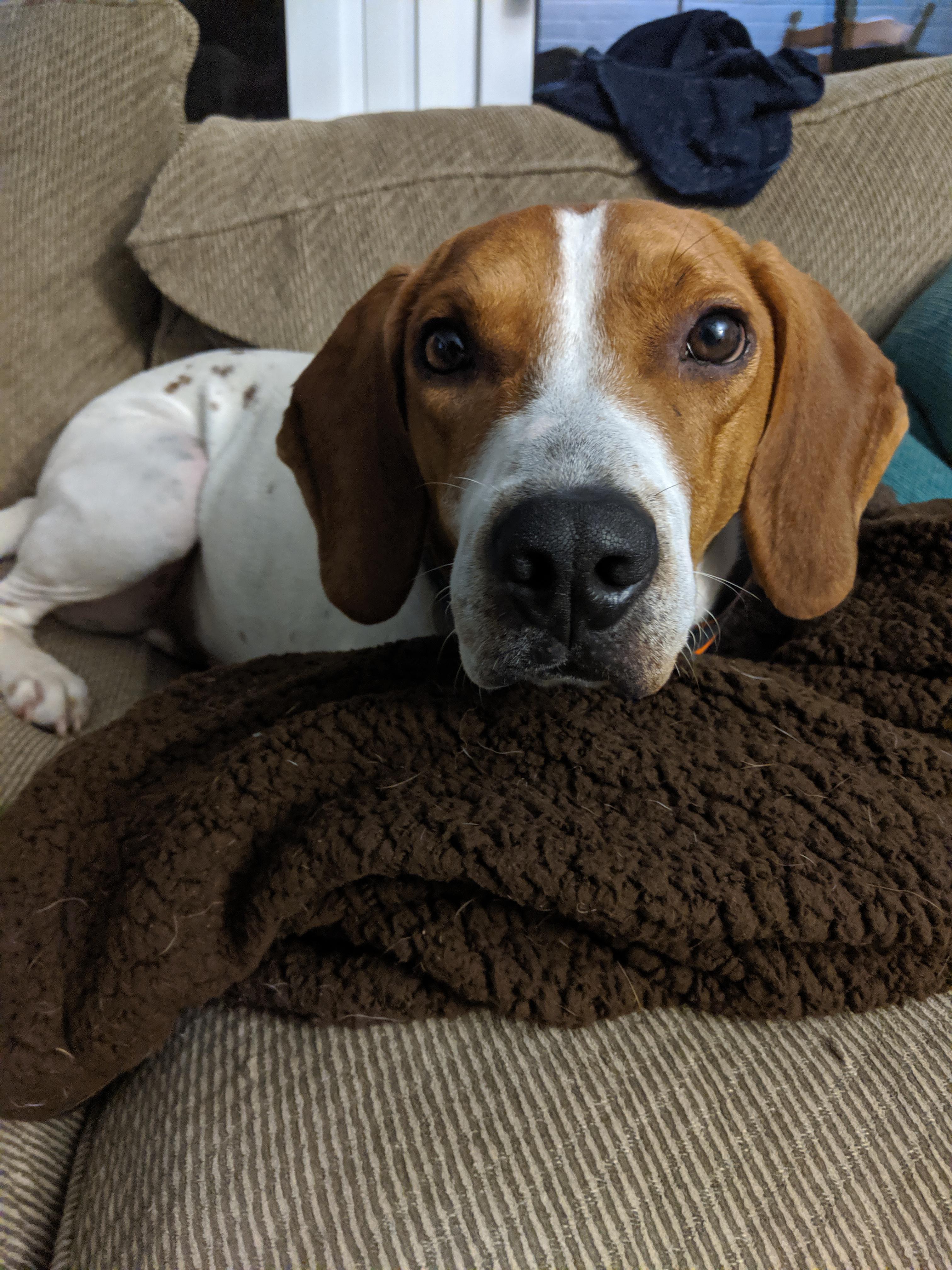 Finn is staying cozy tonight! | Scrolller