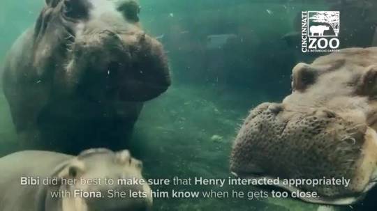 Fiona hanging out with patient mum Bibi and cranky dad Henry! | Scrolller