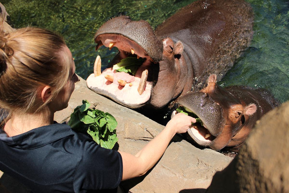 Fiona shows off her tusks! | Scrolller