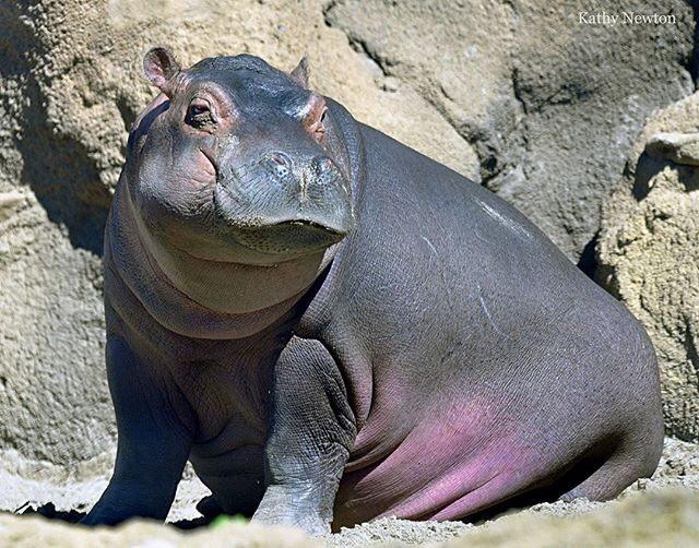 Fiona the baby hippo | Scrolller