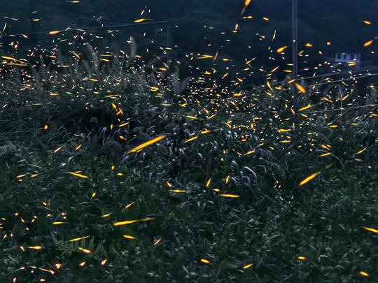 Fire flies | Scrolller