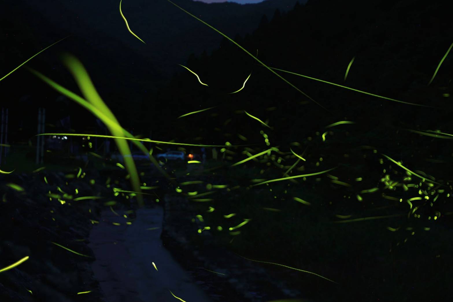 Fireflies in Natasho, Fukui (ホタルの里) | Scrolller