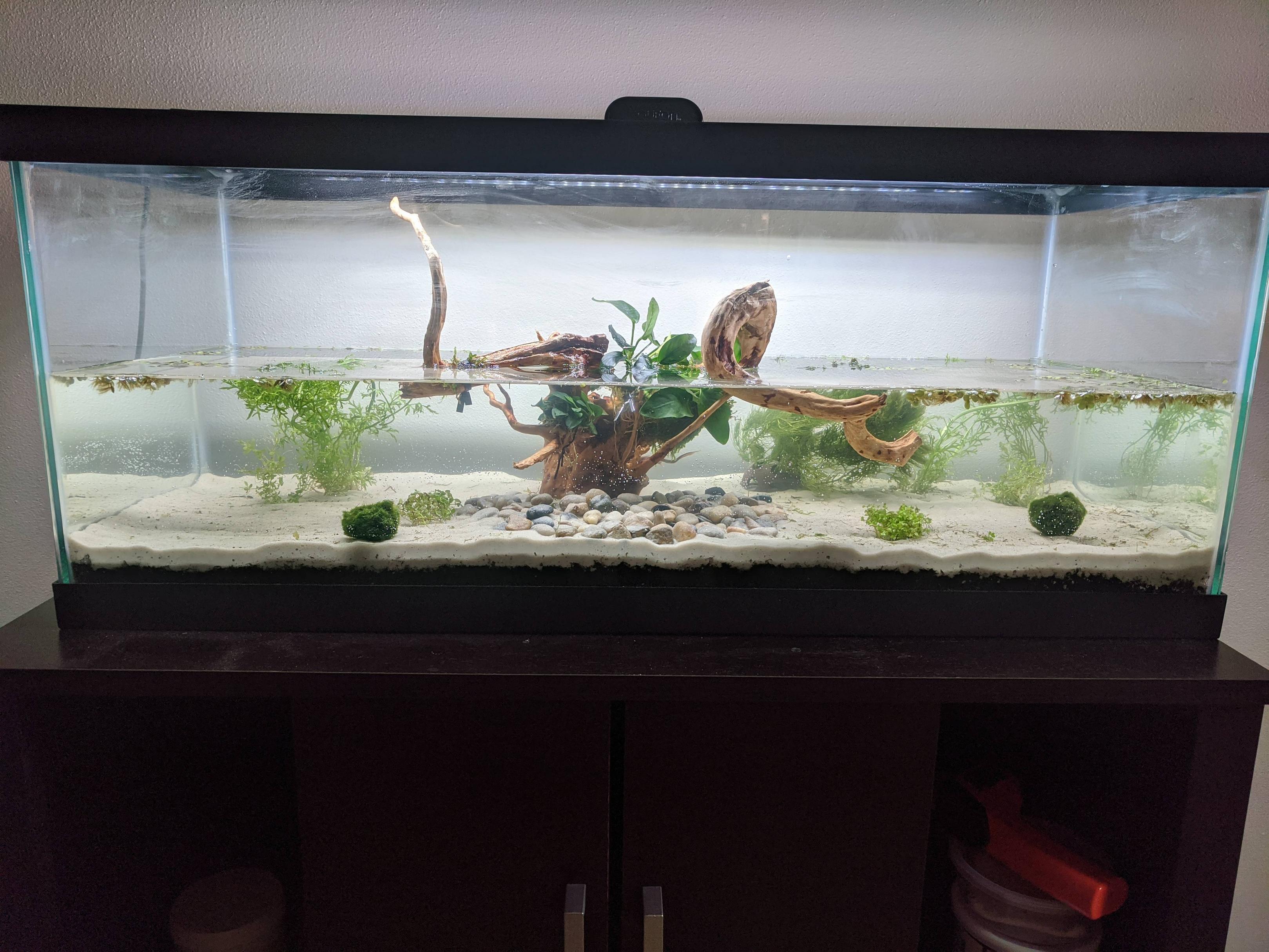 First attempt at Walstad aquarium. Suggestions? The water level is low because it's for frogs ...