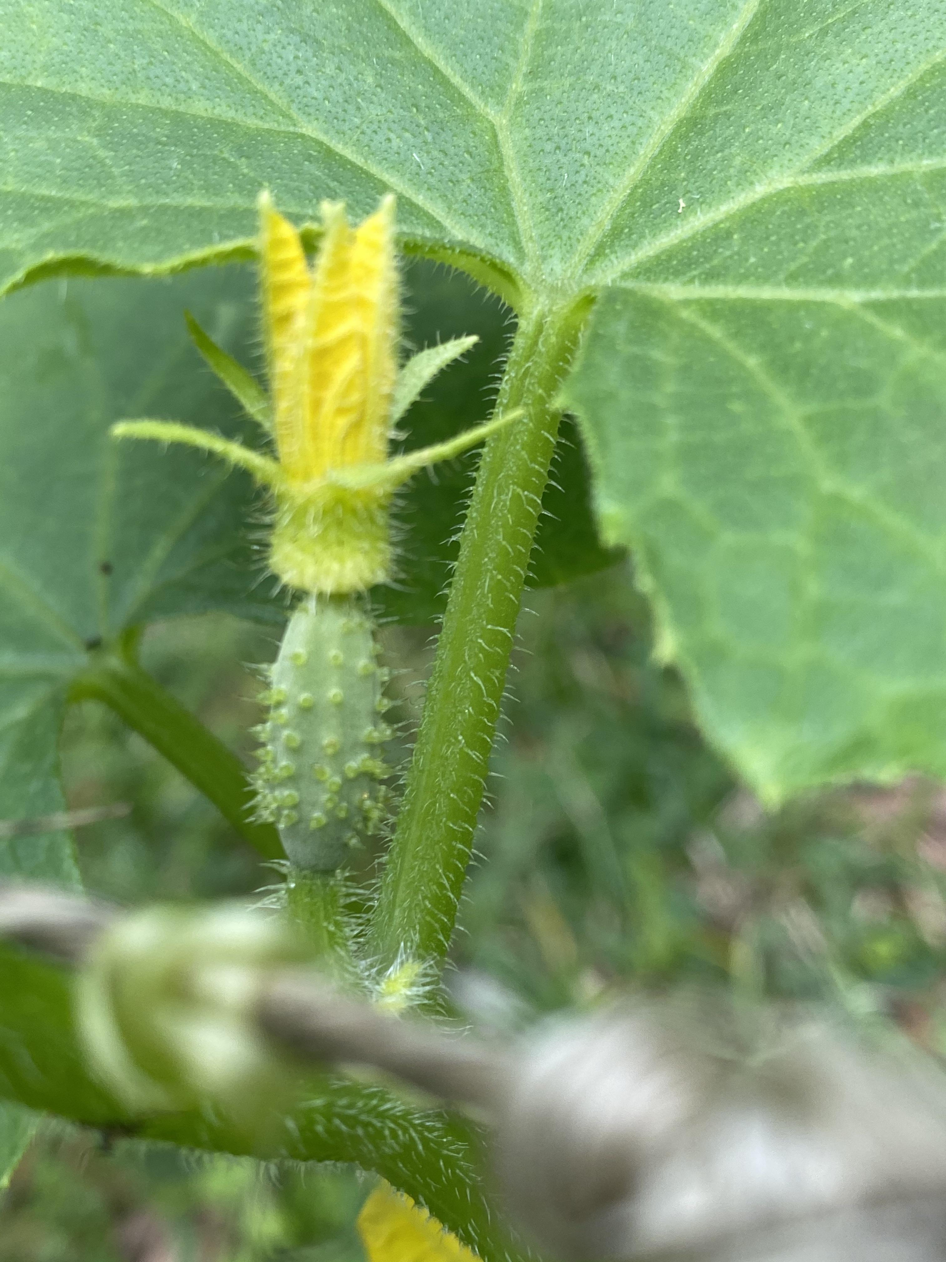 First baby pickling cucumber 🥒 | Scrolller