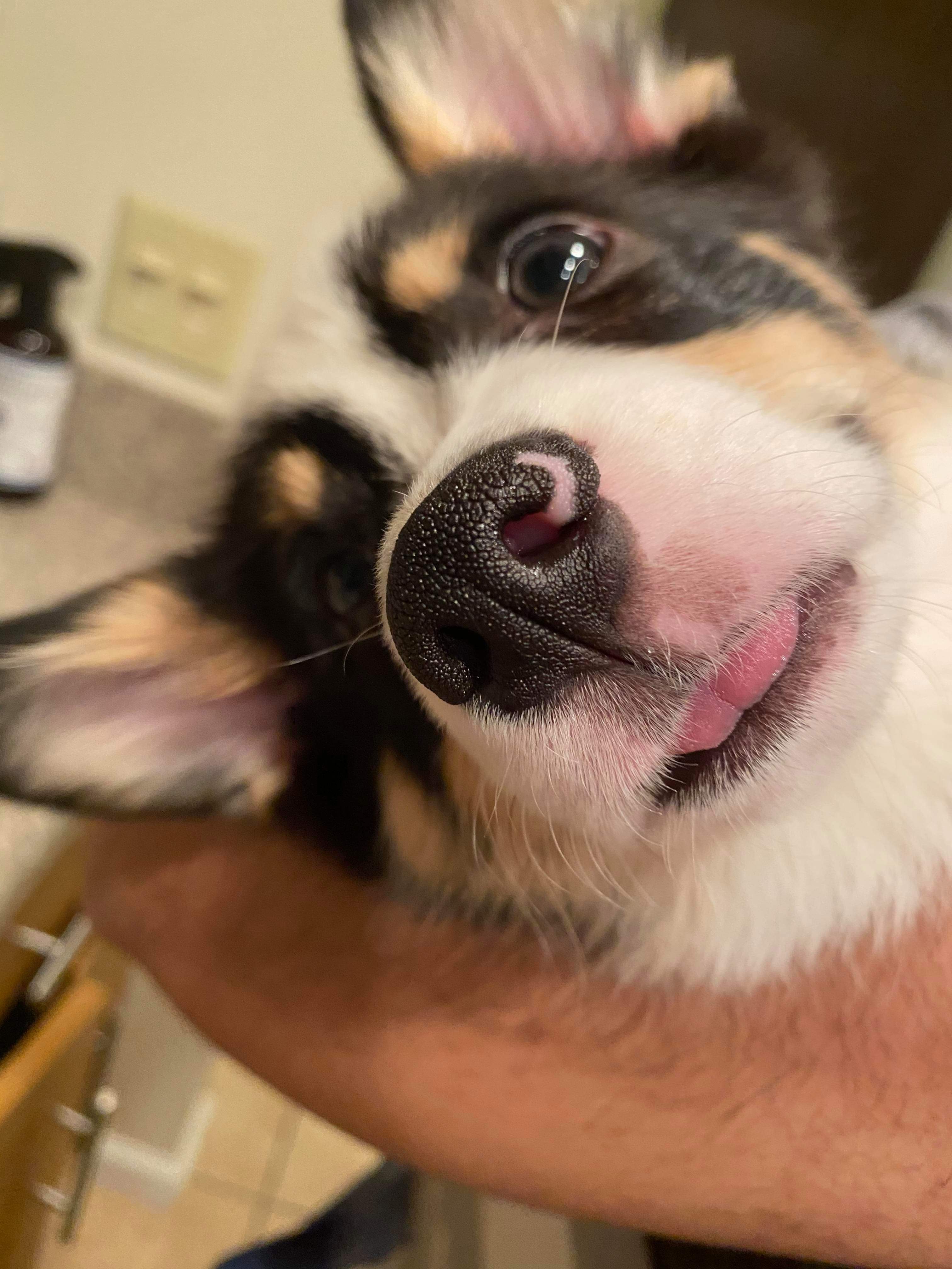 First blep at 13 weeks | Scrolller