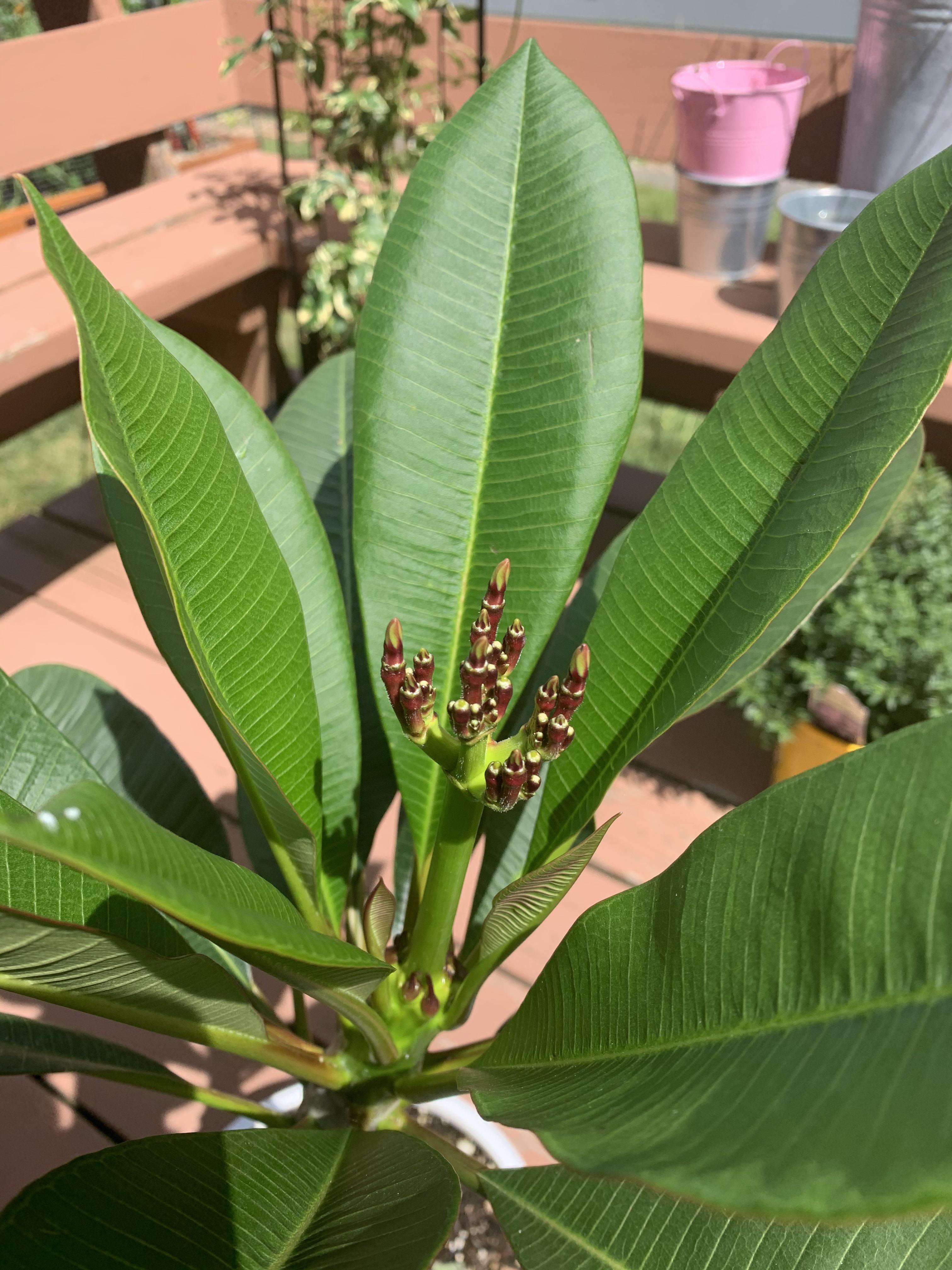 First blooms soon! | Scrolller