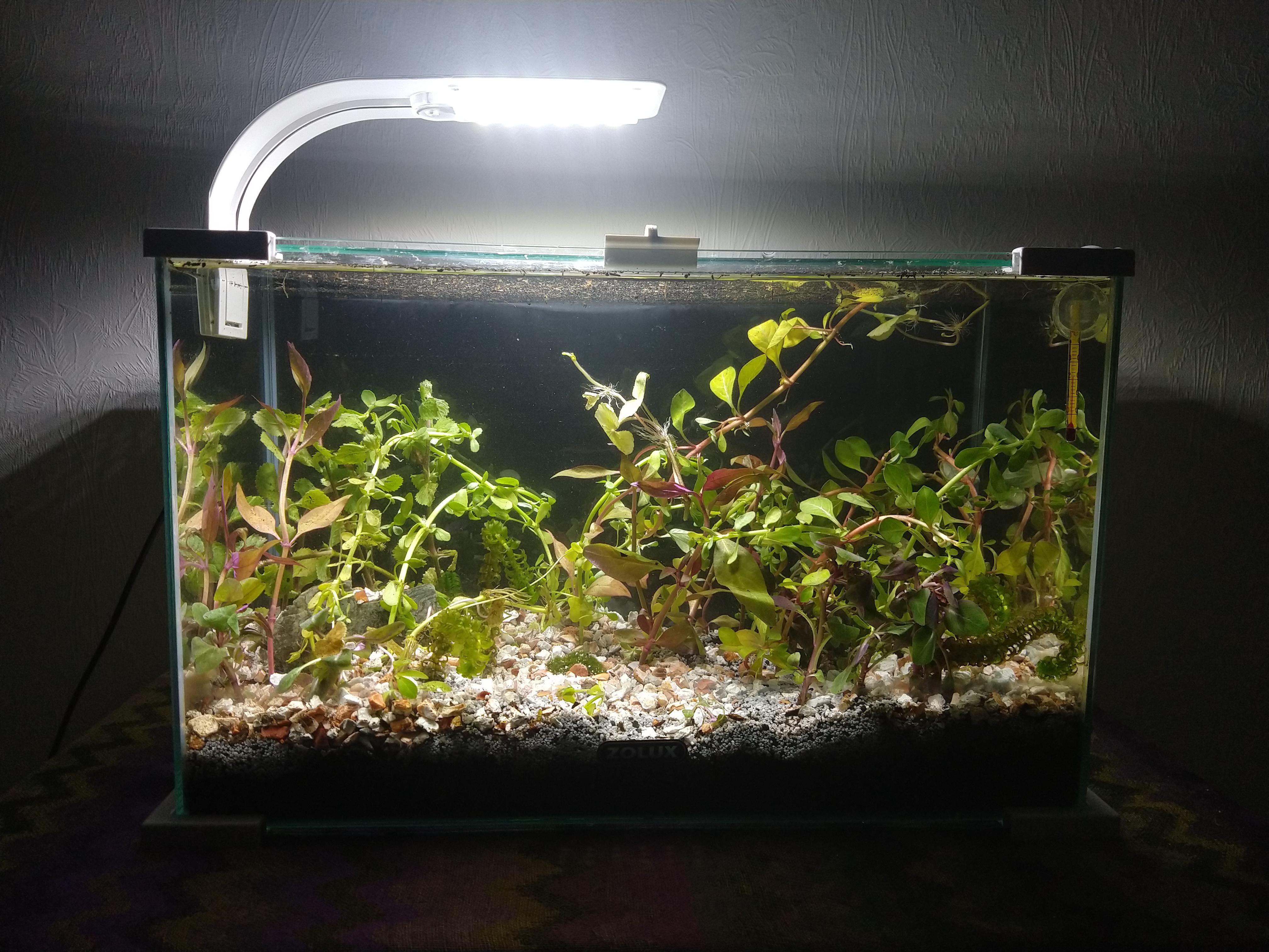 First day of my first #Walstad method planted aquarium! Let's see how does it goes... | Scrolller