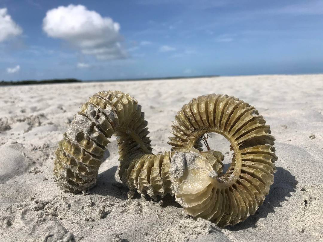 First encounter with conch babies vessel? Who knew!? So rad. | Scrolller