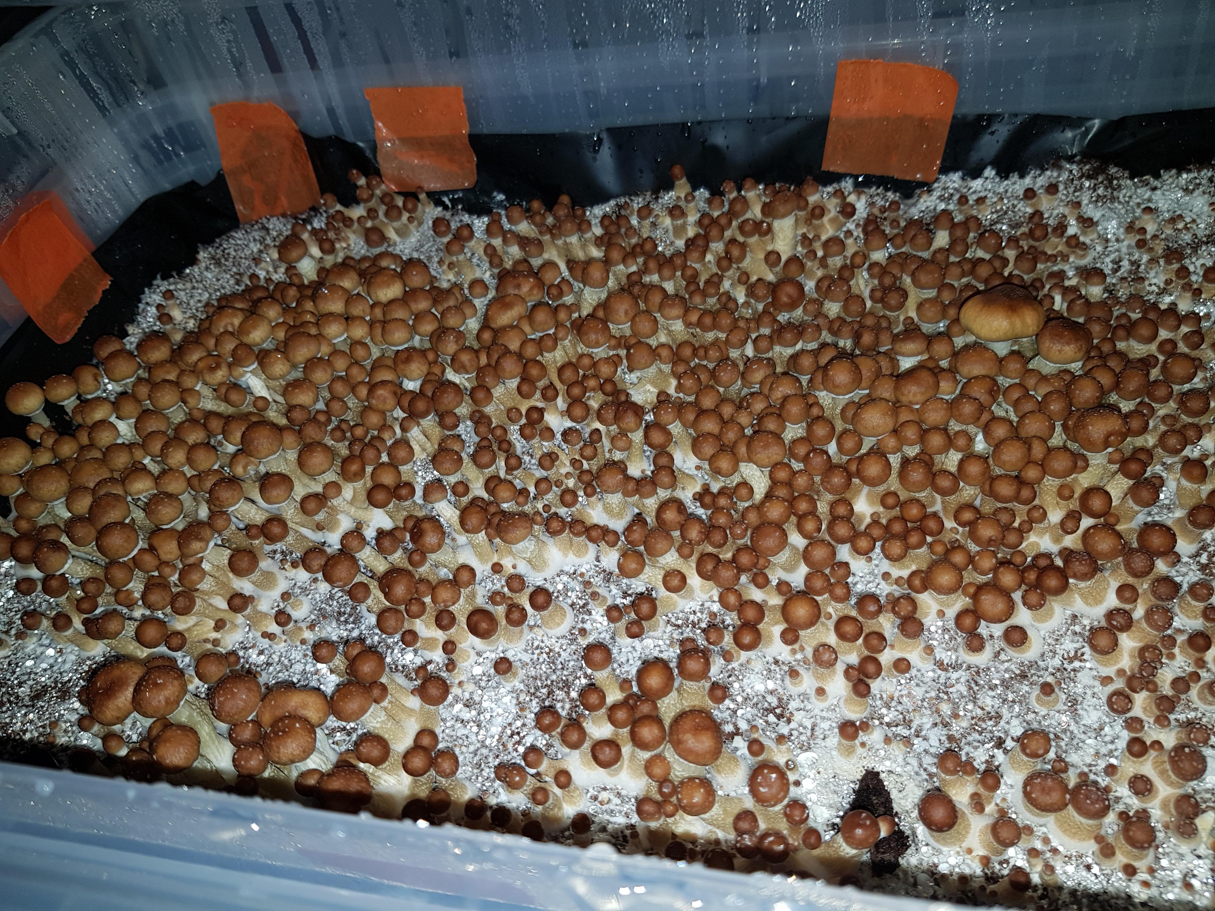 First ever successful flush GT | Scrolller