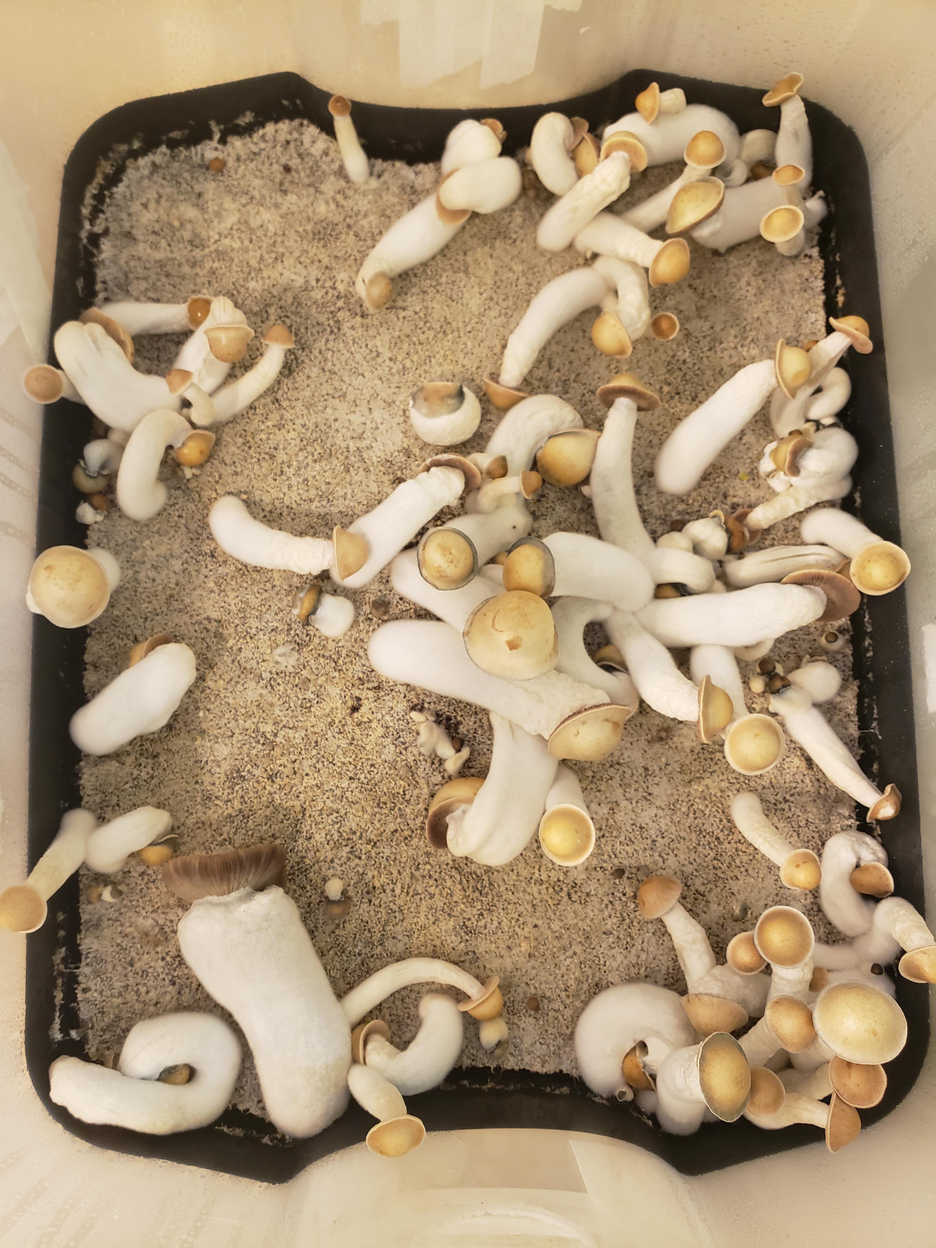 First flush, first grow on PE. | Scrolller