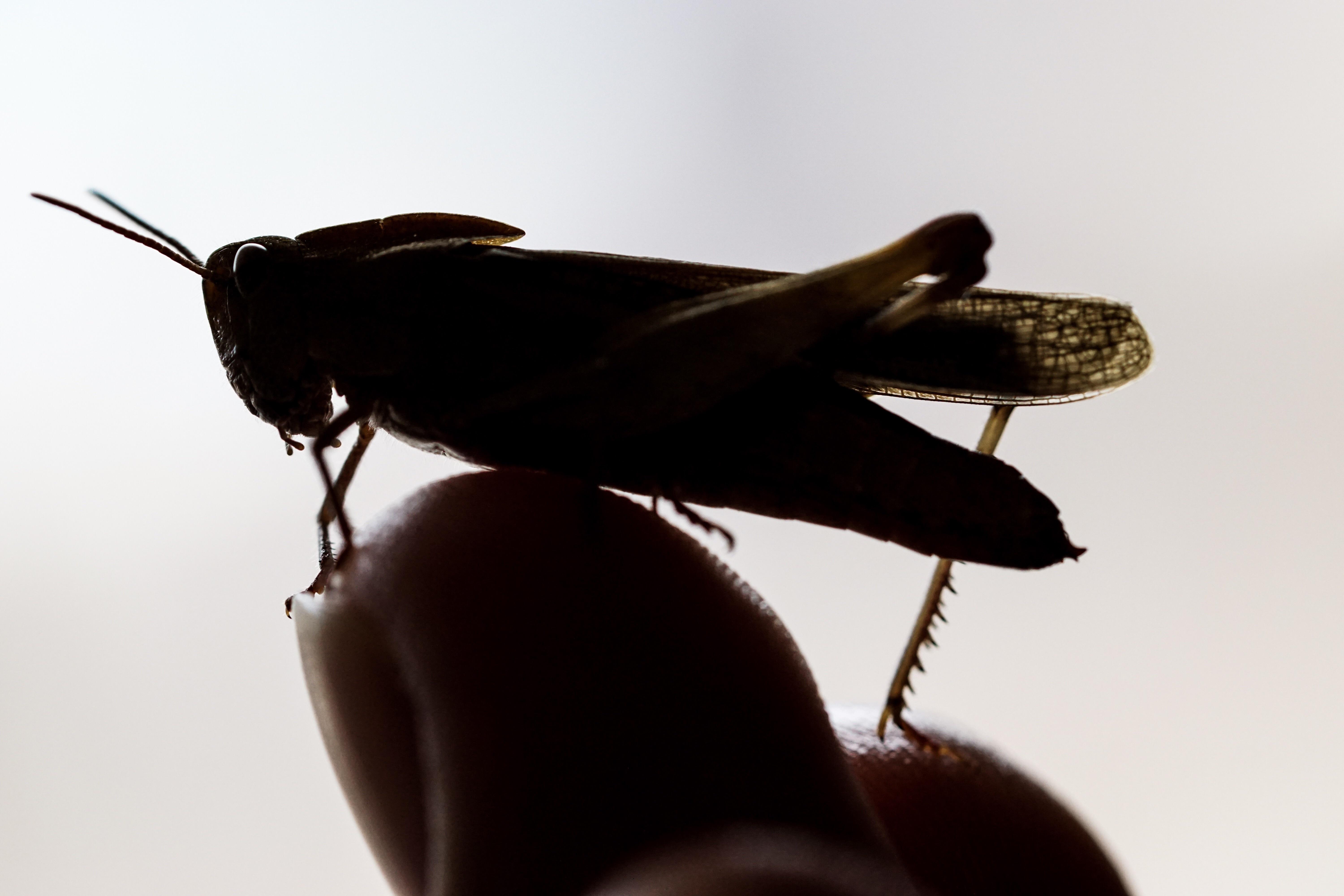 First Grasshopper of Spring - Sony A6000 + Sony 90mm f4.5 | Scrolller