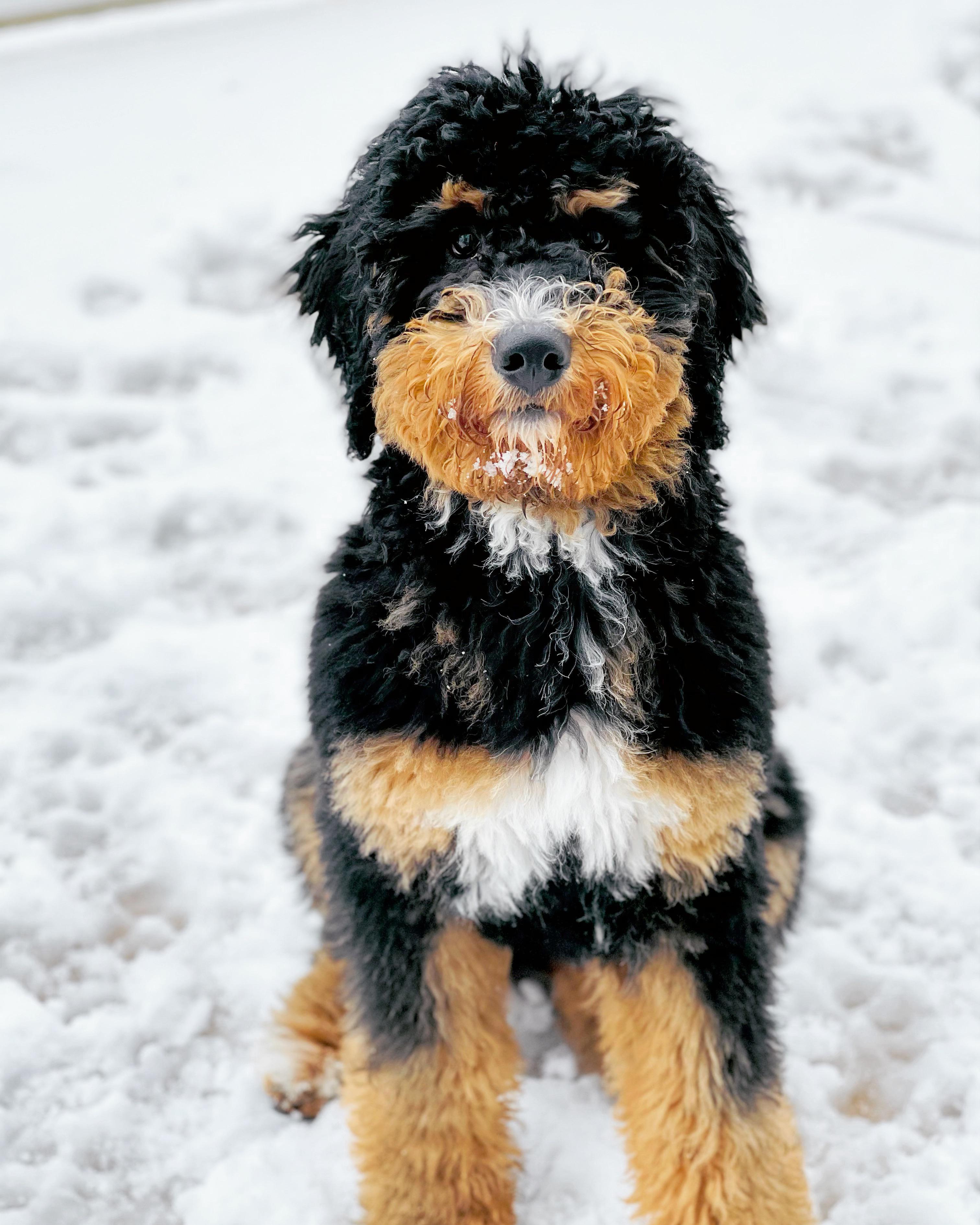 First Haircut ️ Female F1B 17 weeks 36lbs | Scrolller