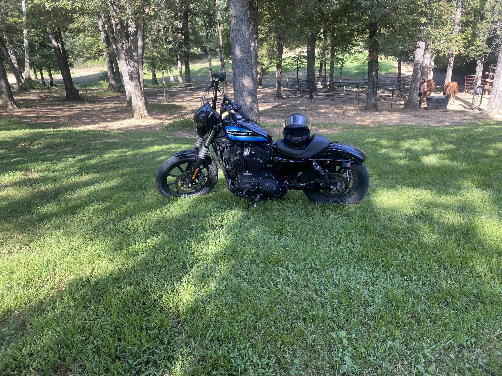 First Harley! Got it last weekend and was too busy riding to post! Bonus jealous horses in the ...