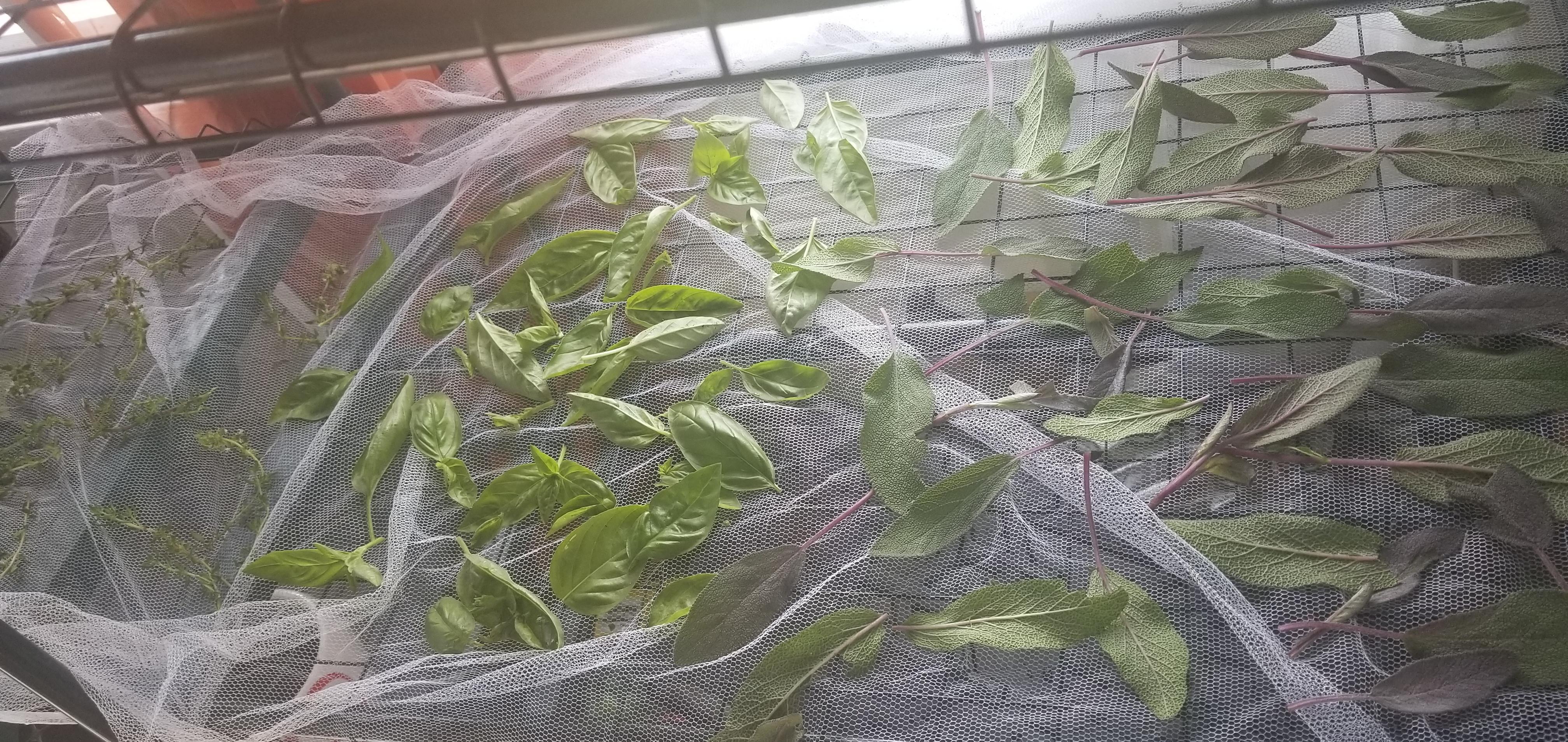 First harvest of Genovese basil, purple sage, and French thyme | Scrolller