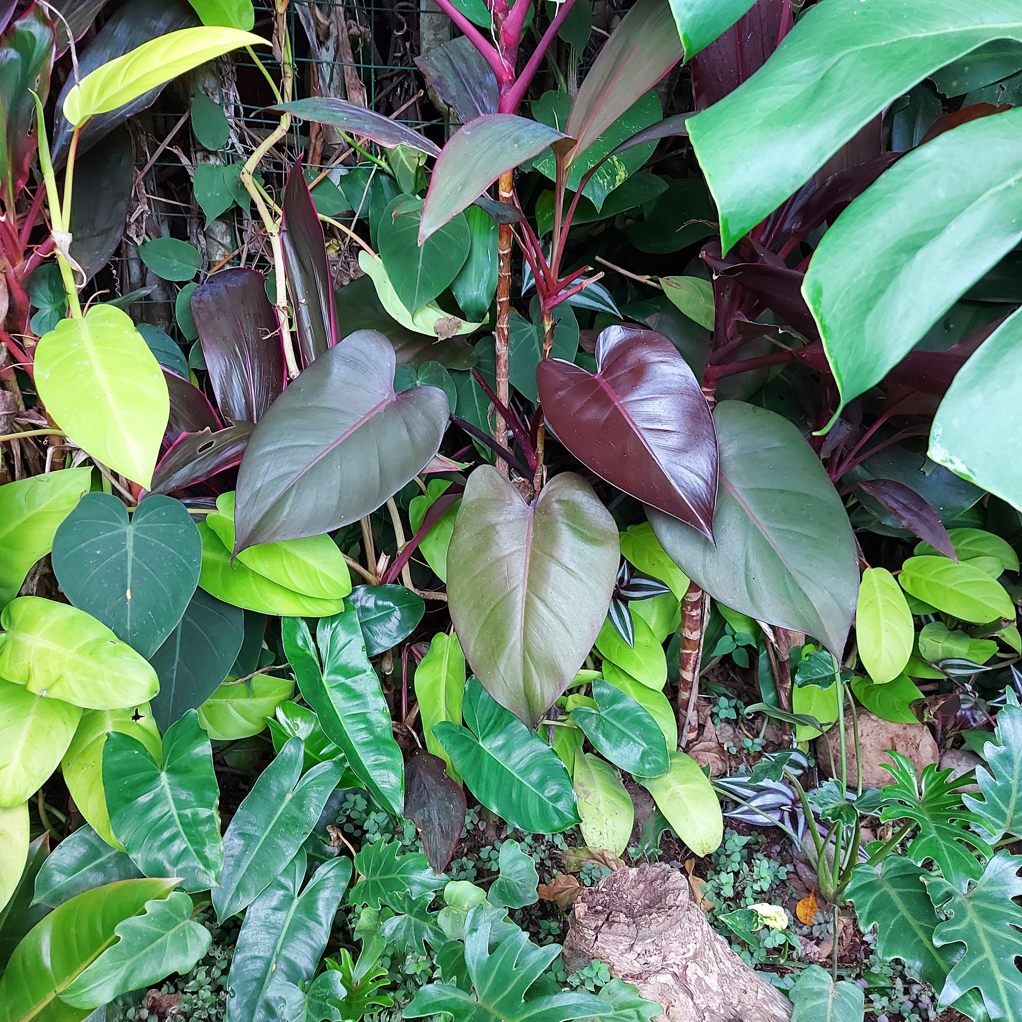 First new leaf since I set her free | Scrolller