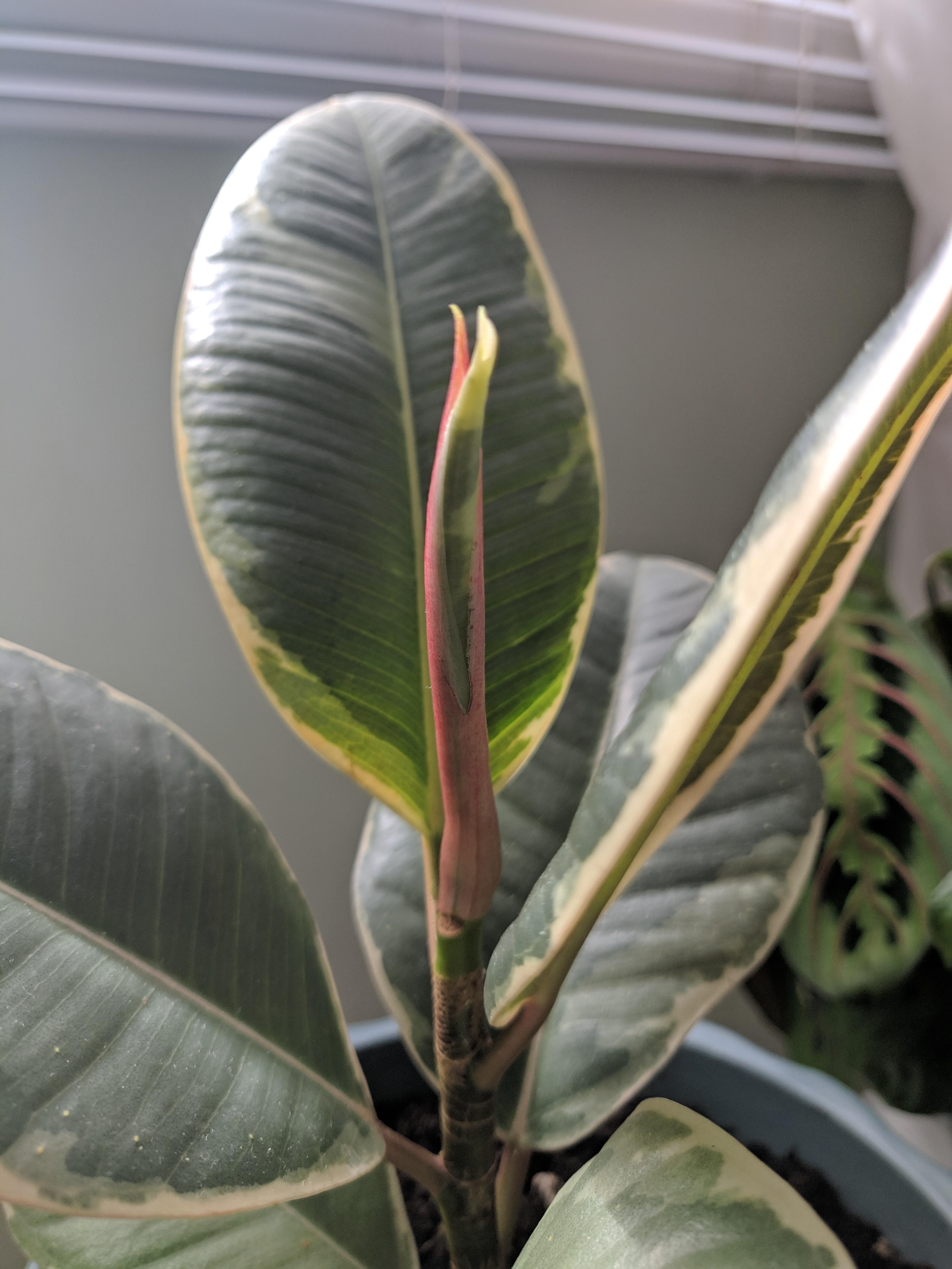 First new leaf under my care, so excited! 😍😍 | Scrolller