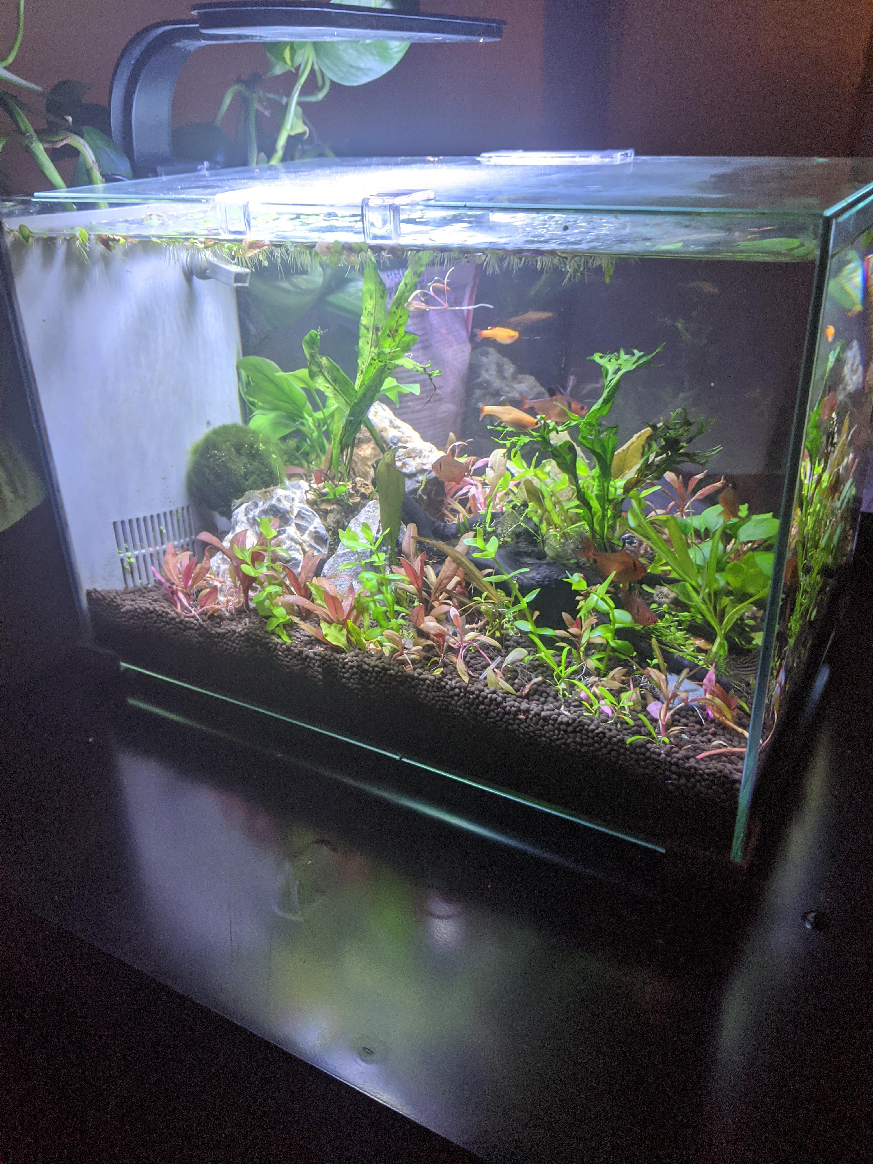 First planted tank setup | Scrolller