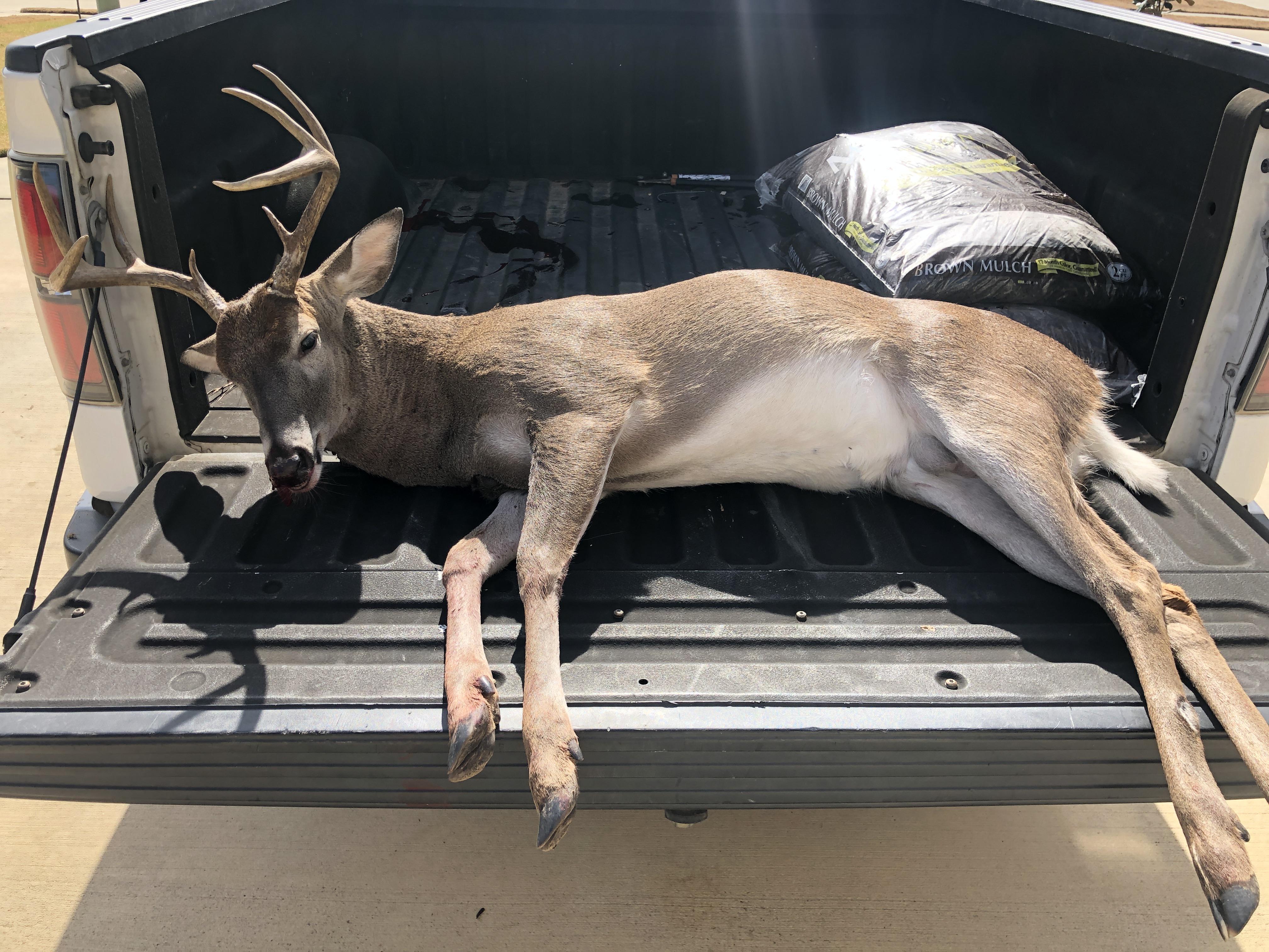 First post here, and first buck of the year. Harvested on 11/17/2019 at 7:15 am. | Scrolller