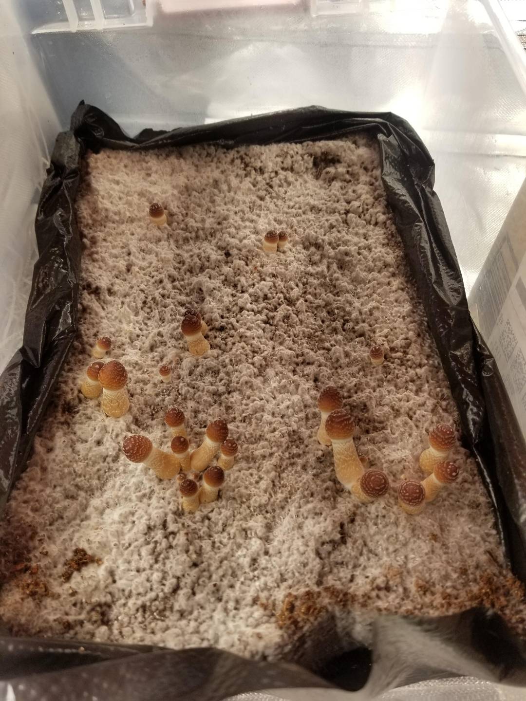 First showbox... not sure about the white spots and the mycelium looks like fluffy...what u guys ...