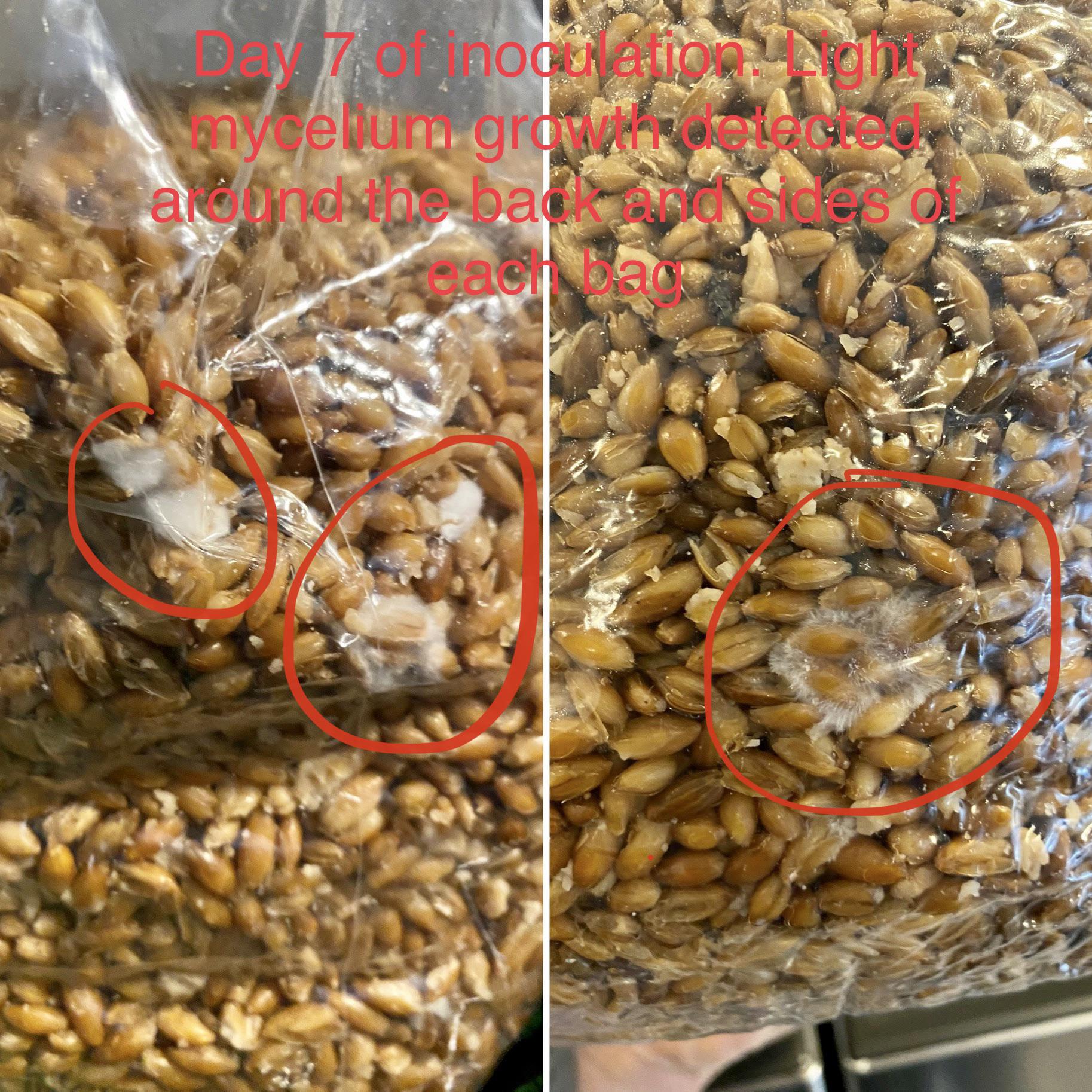 First sight of mycelium growth! First grow | Scrolller