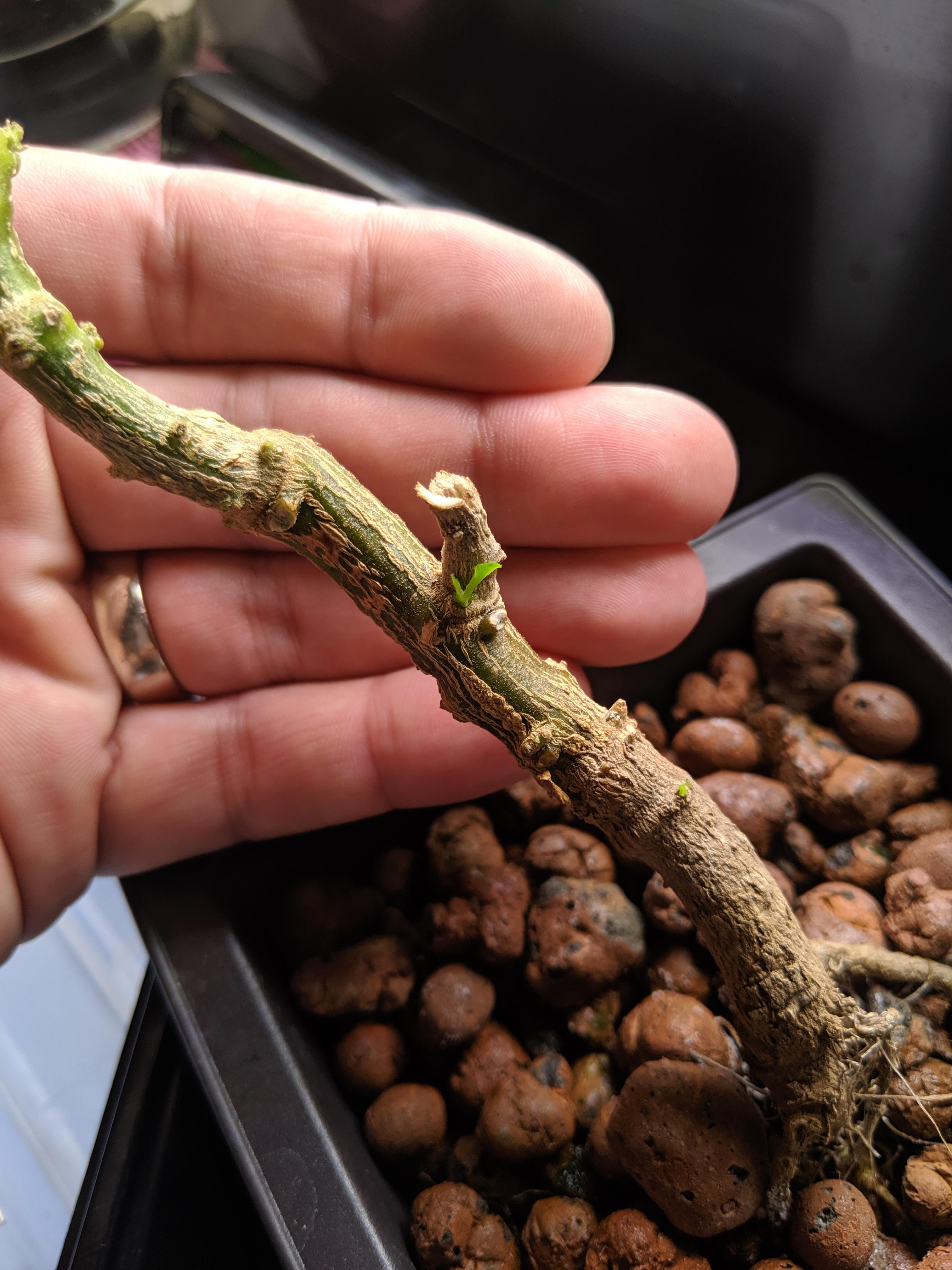 First sign of life 🤘 | Scrolller