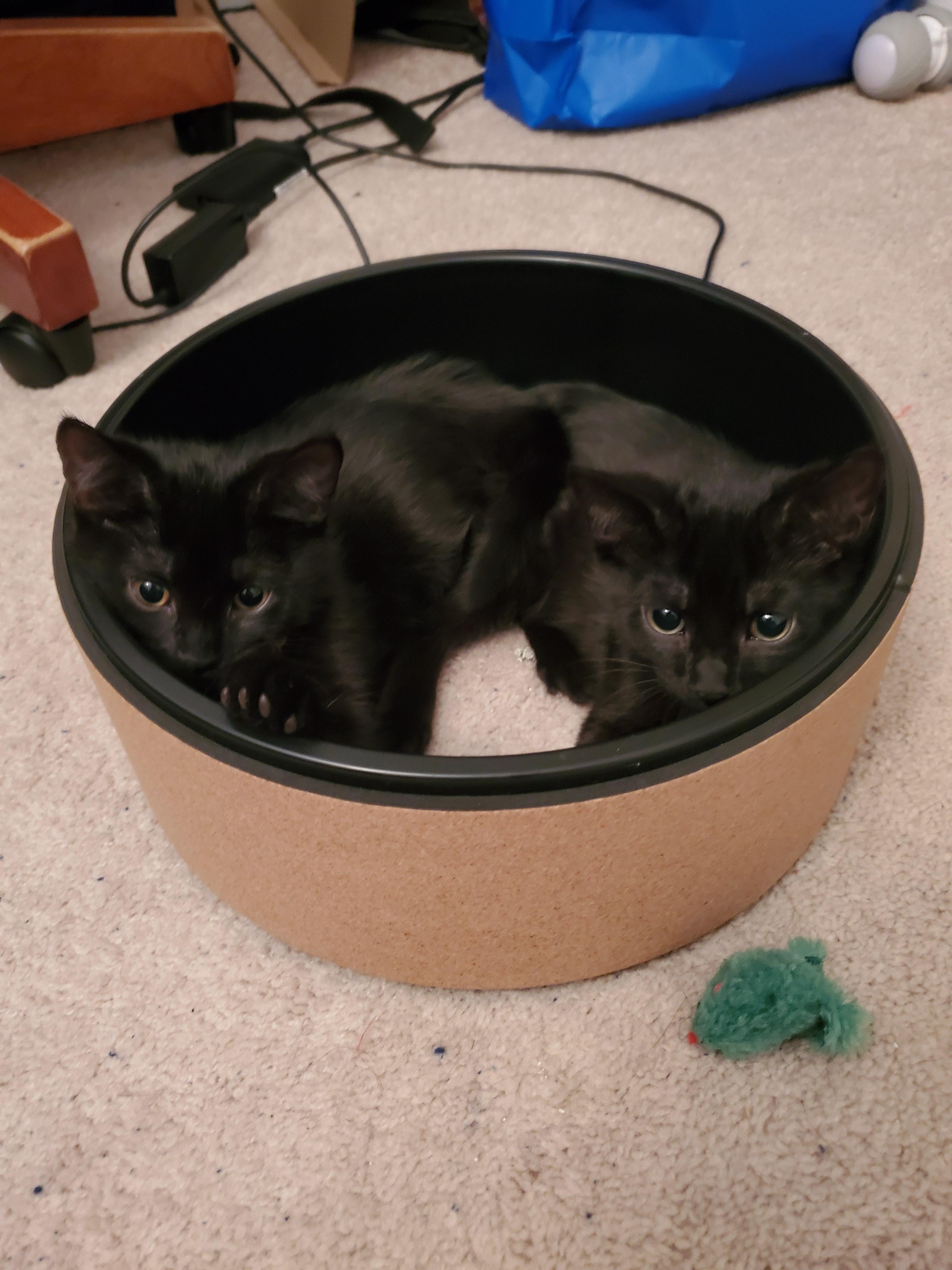 First time cat owner. Got 2 black cats! | Scrolller