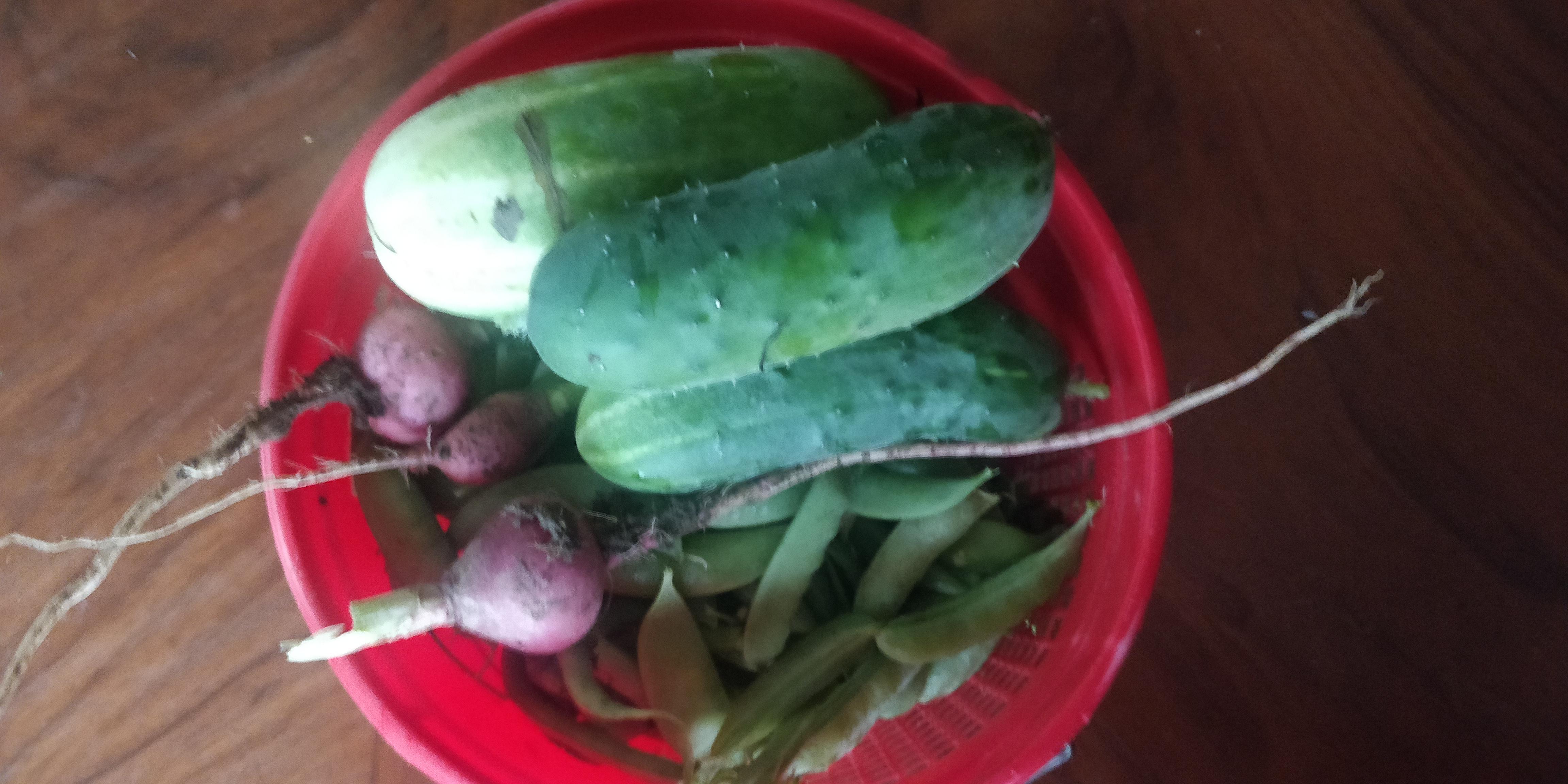 First time getting good production from cucumbers and radishes. | Scrolller