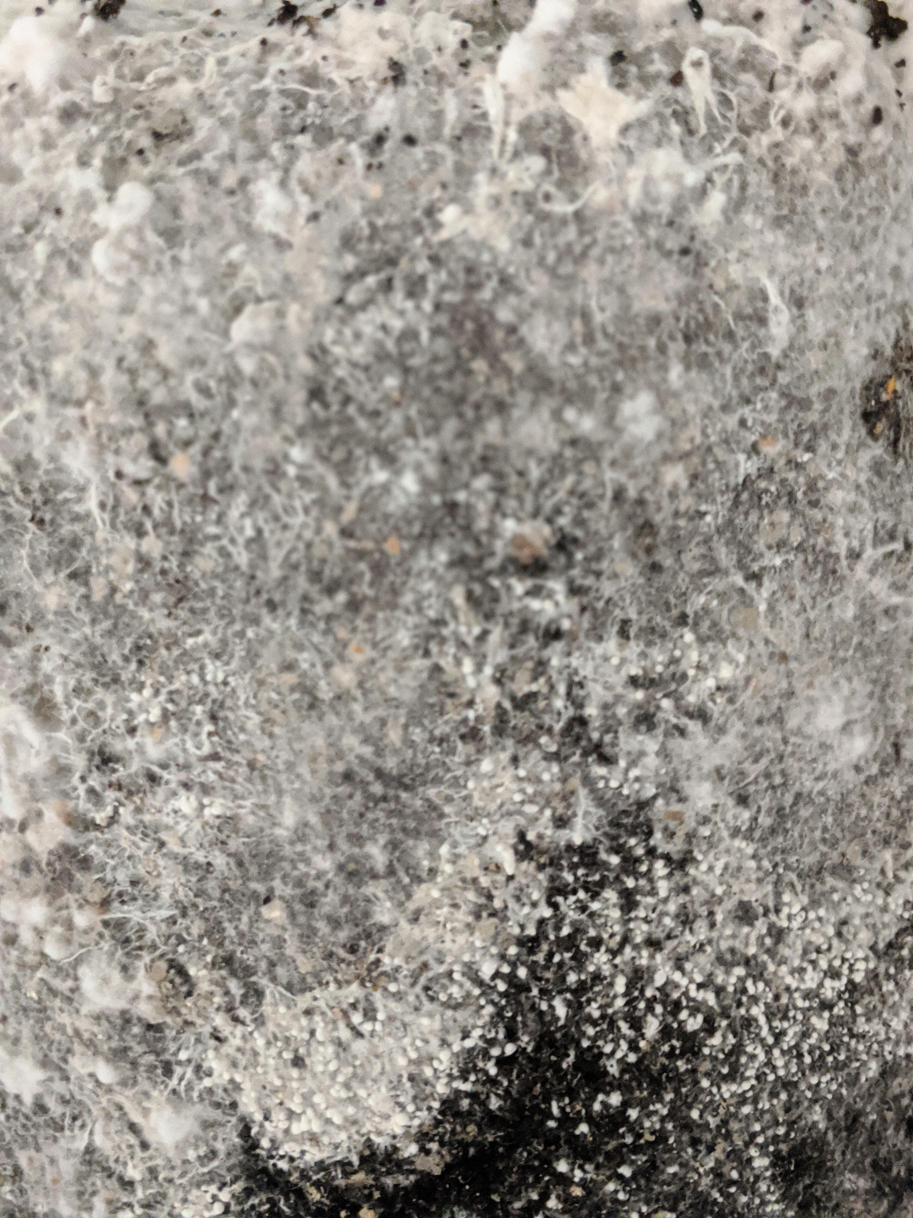 First time grower, are the white dots building up in the bottom right healthy mycelium or is it ...