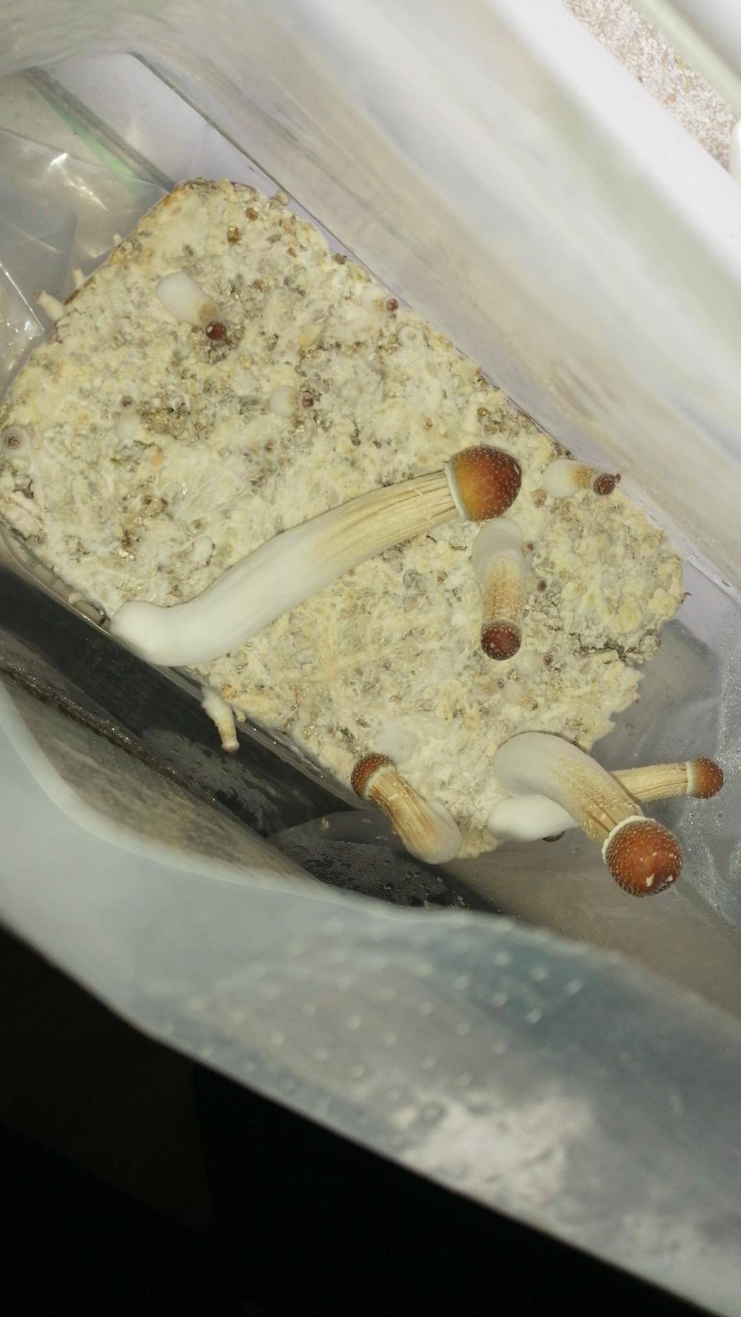 First time growing golden teachers😀👽👁️🍄 | Scrolller