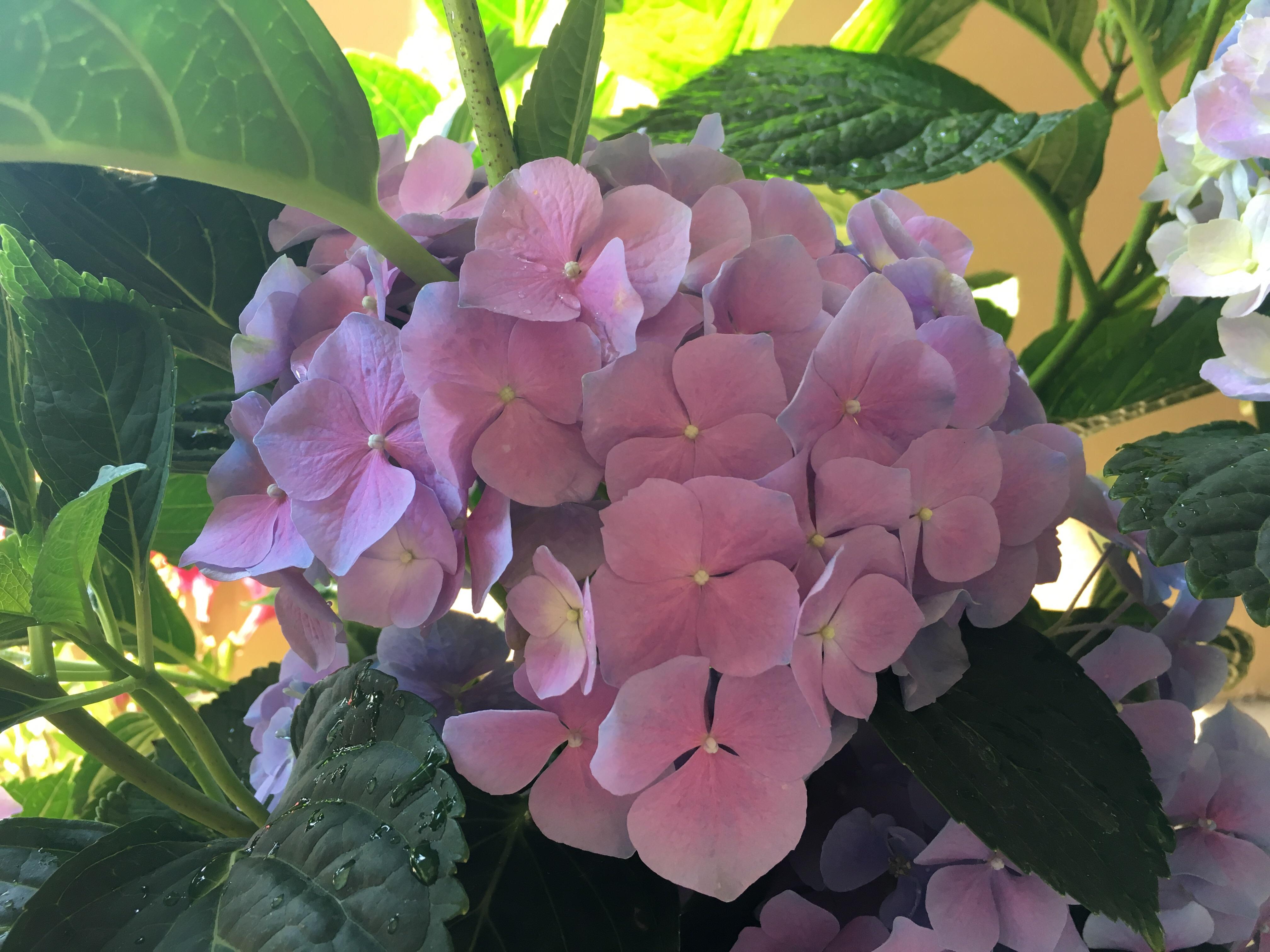 First time growing hydrangeas! | Scrolller