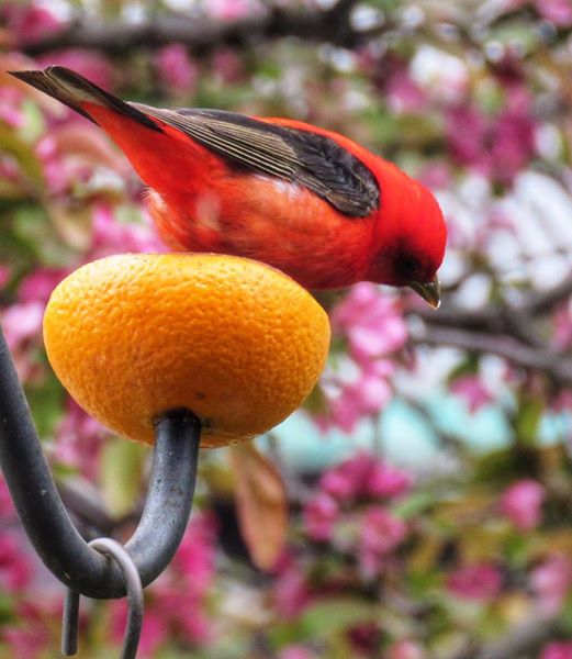 First time visitor at our place. Scarlet Tanager. | Scrolller