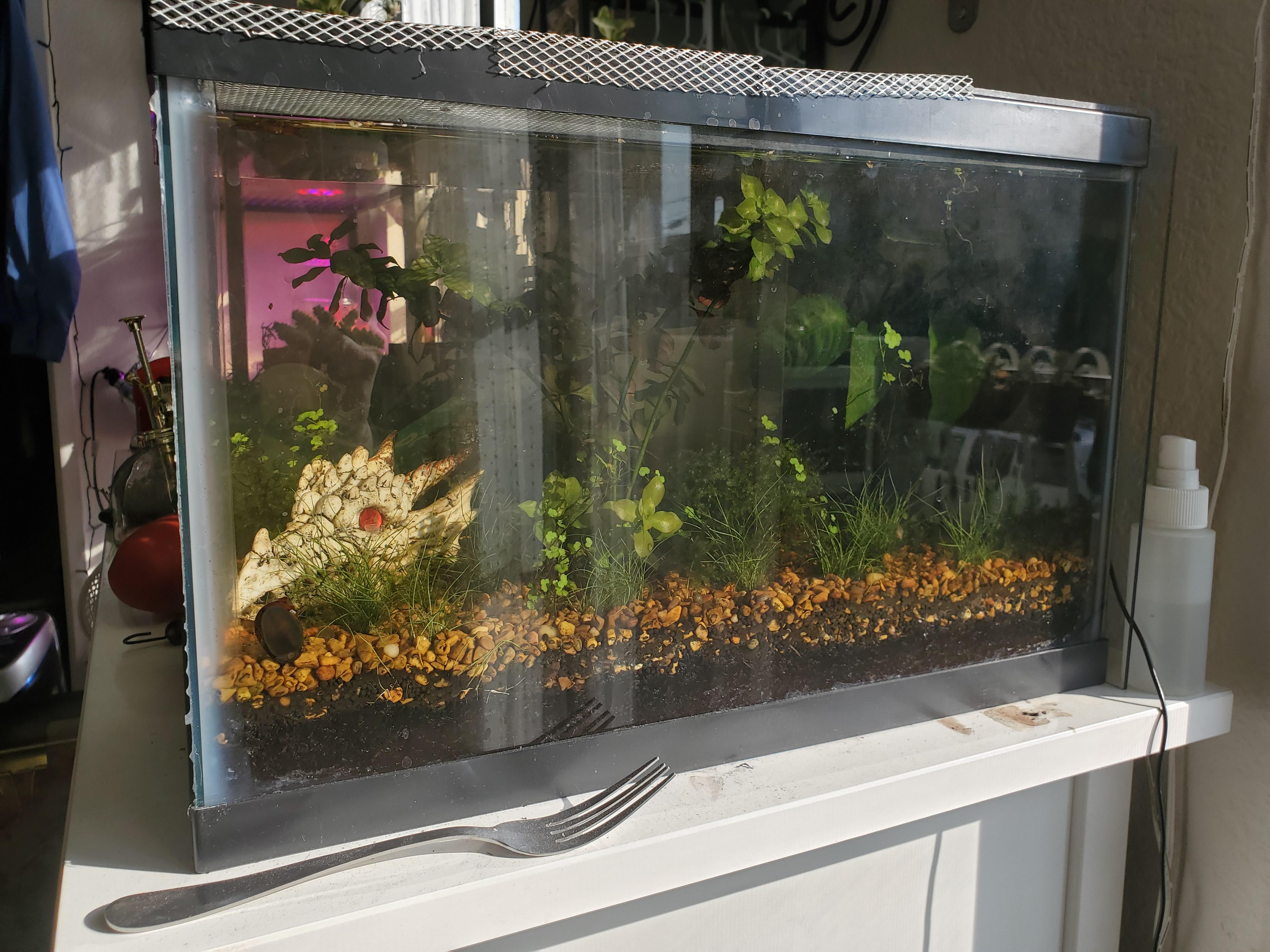 First time Walstad tank (5 gal) is establishing very nicely! Could use some suggestions on ...