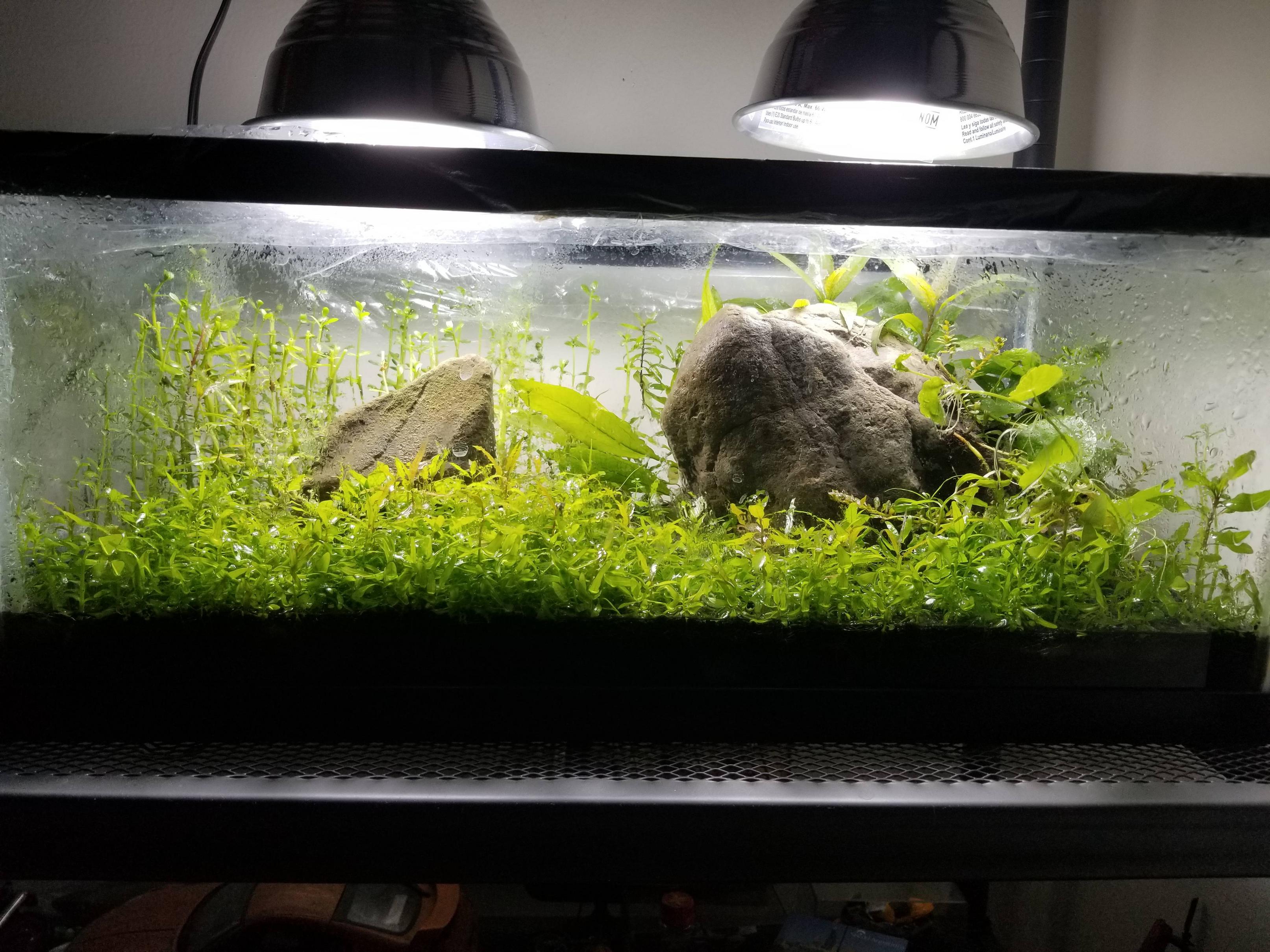 First walstad, 2 months of DSM. Flooding today, any tips? | Scrolller