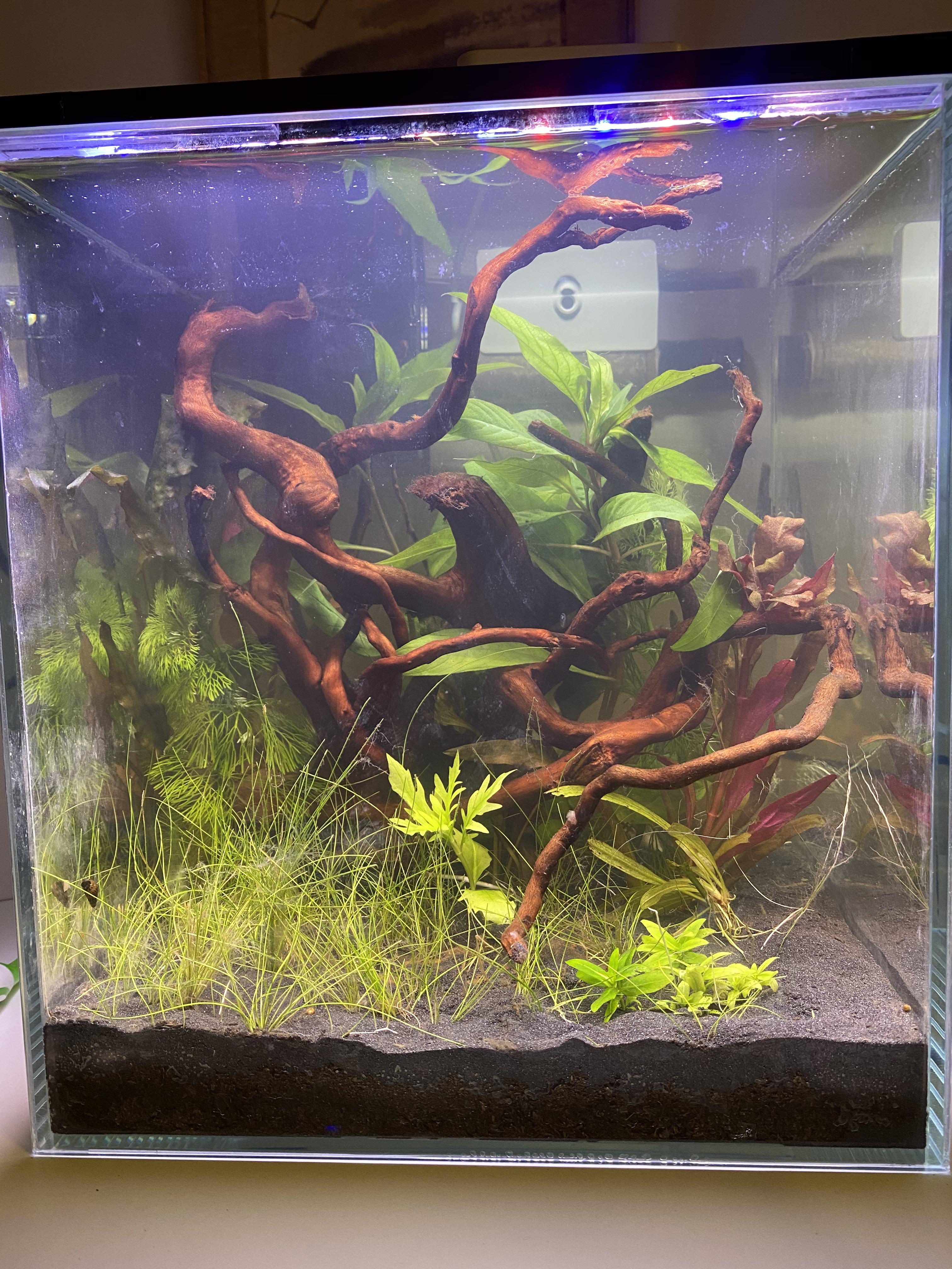 First walstad | Scrolller