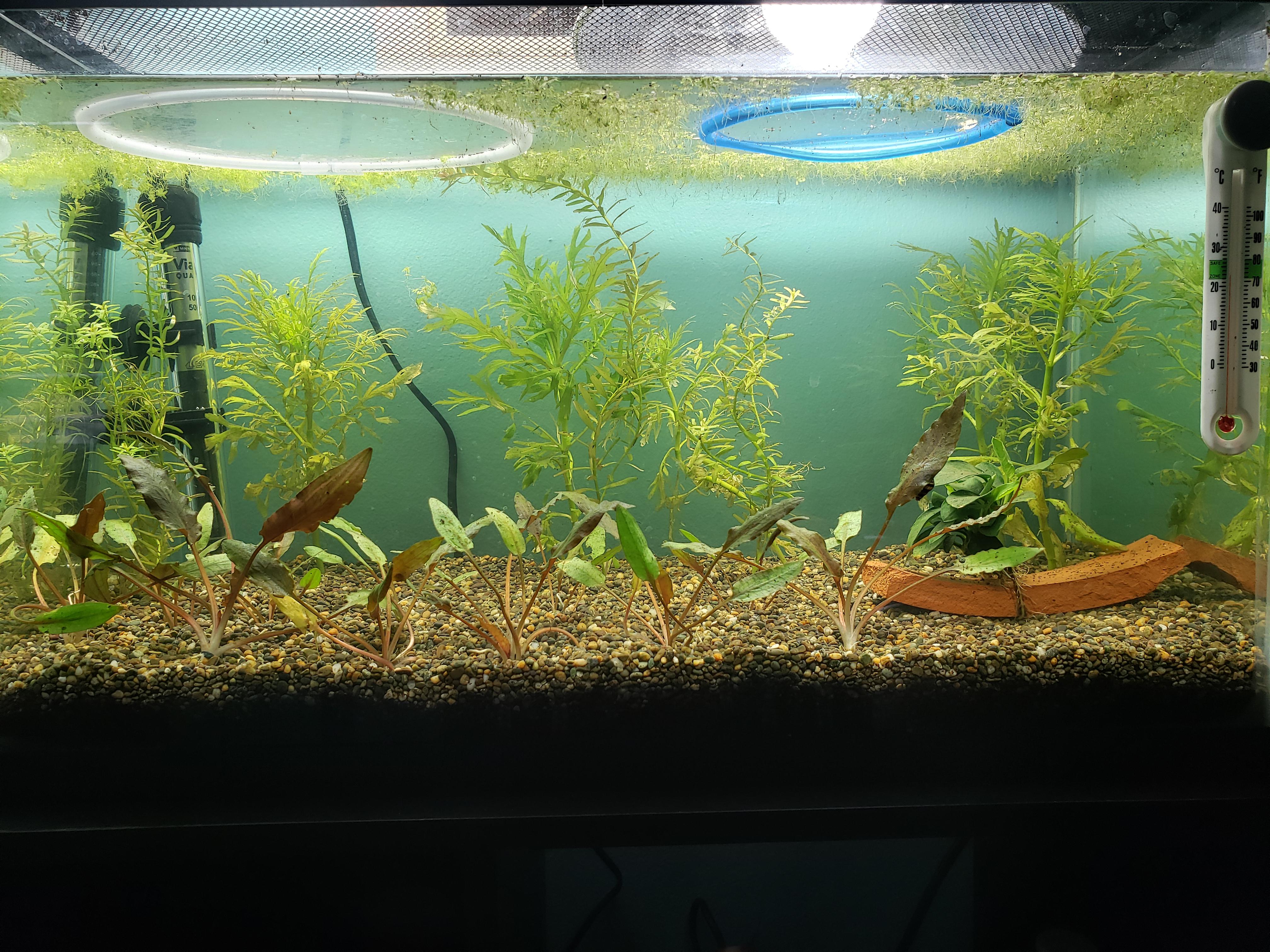 First Walstad Attempt | Scrolller