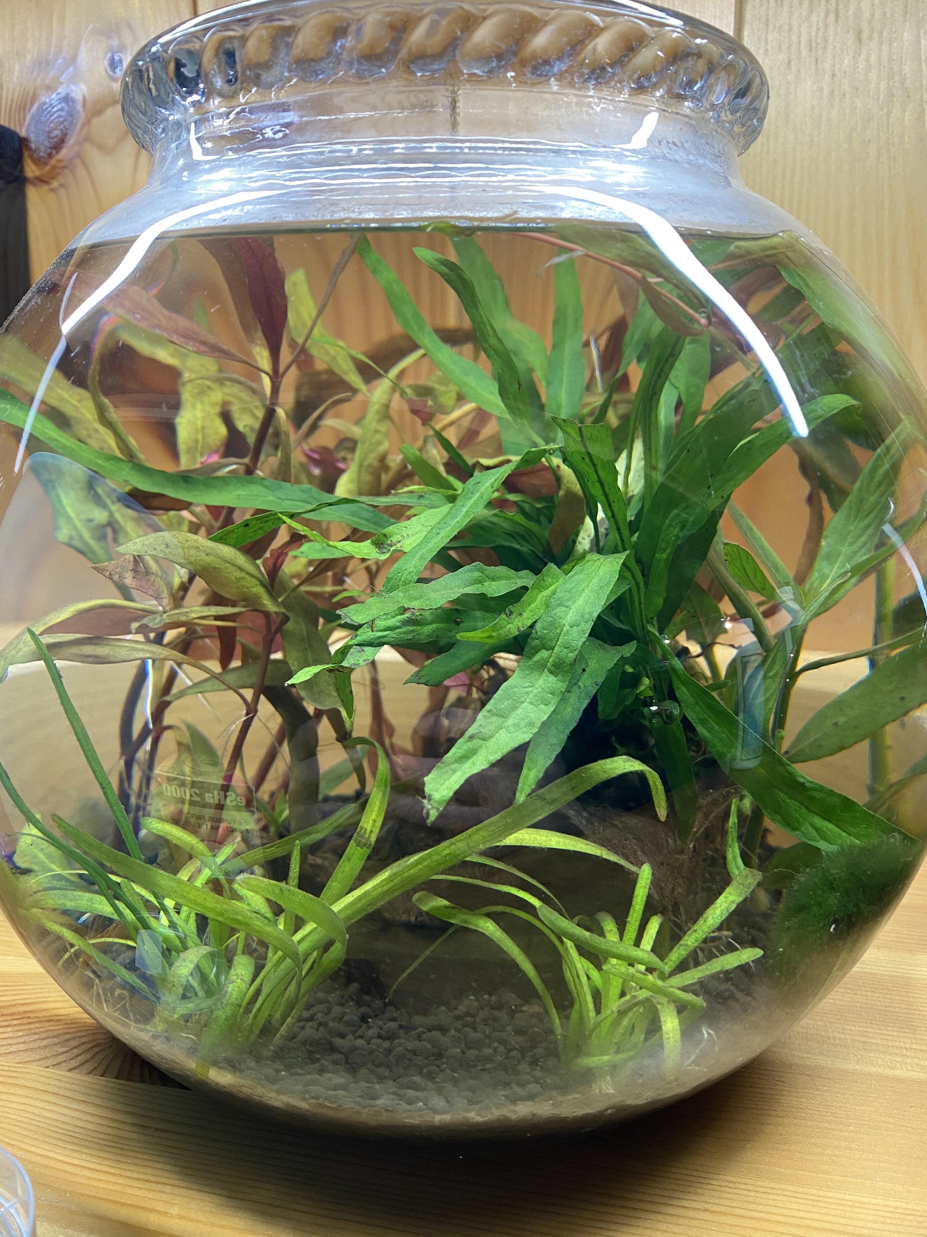 First walstad bowl day 9 | Scrolller