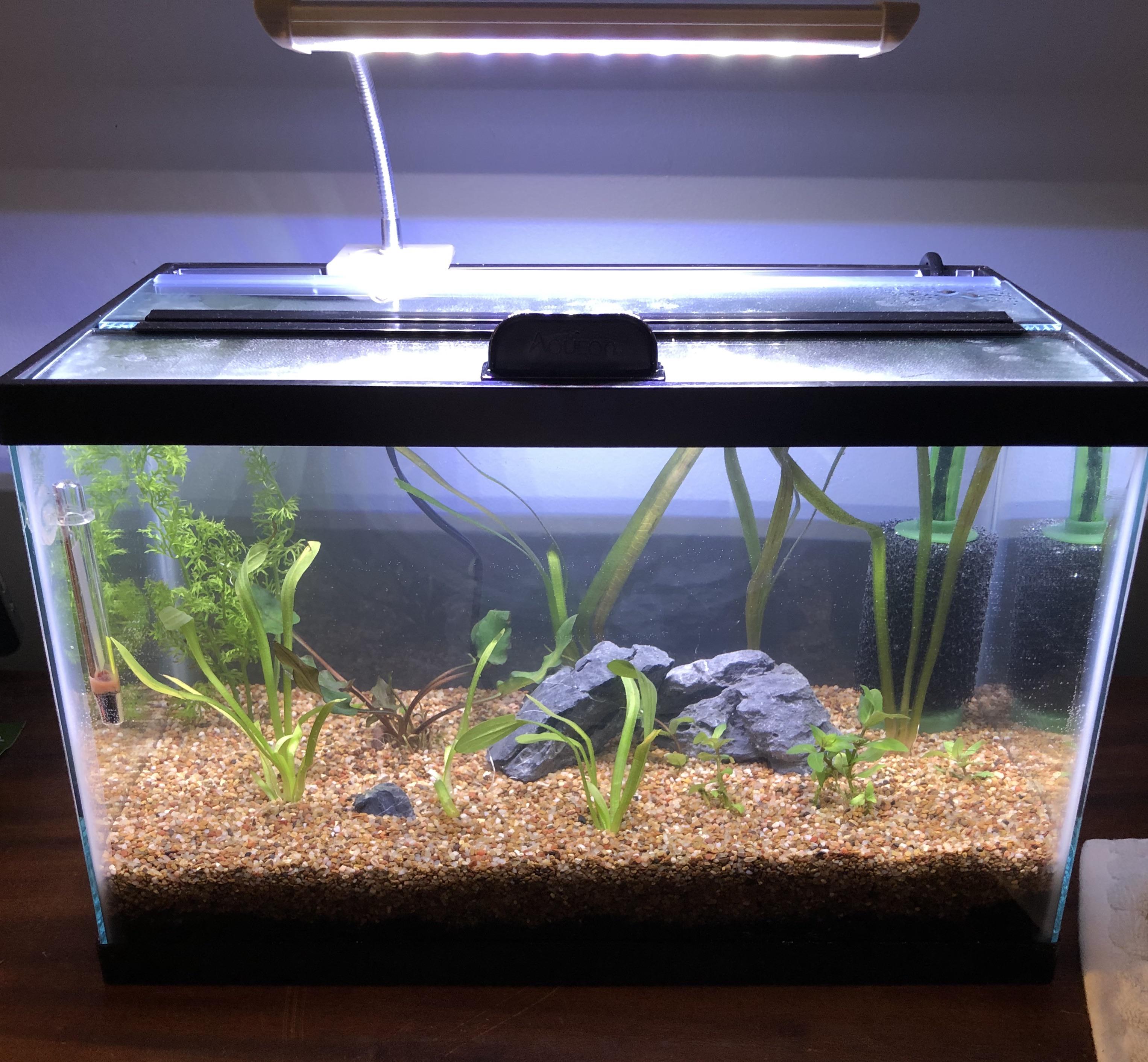 First Walstad tank, do I have enough plants? | Scrolller
