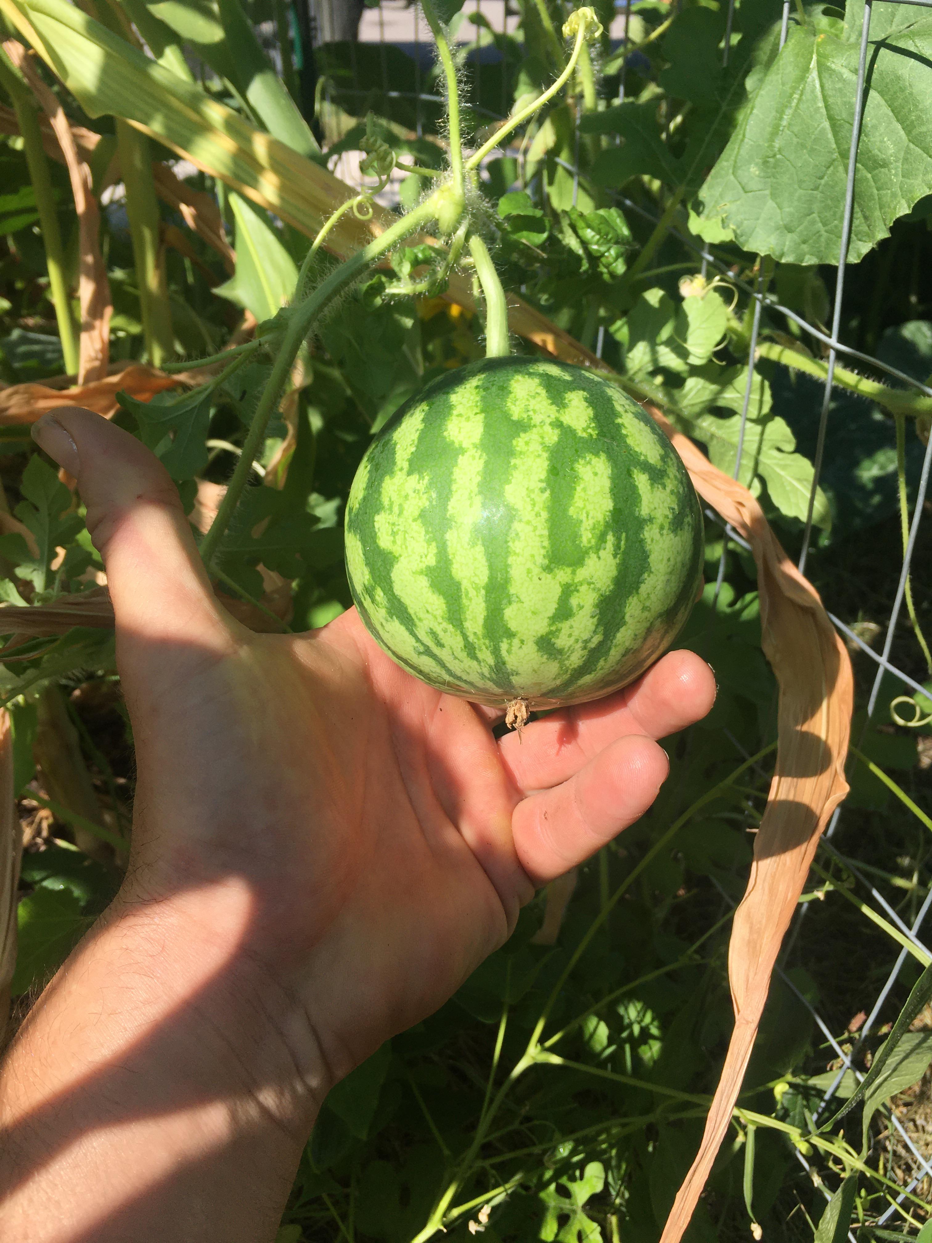 First watermelon of the season! | Scrolller