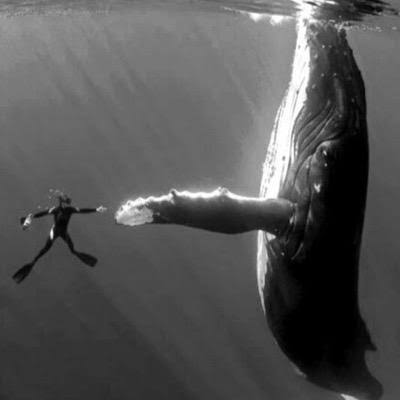 fist bump. | Scrolller