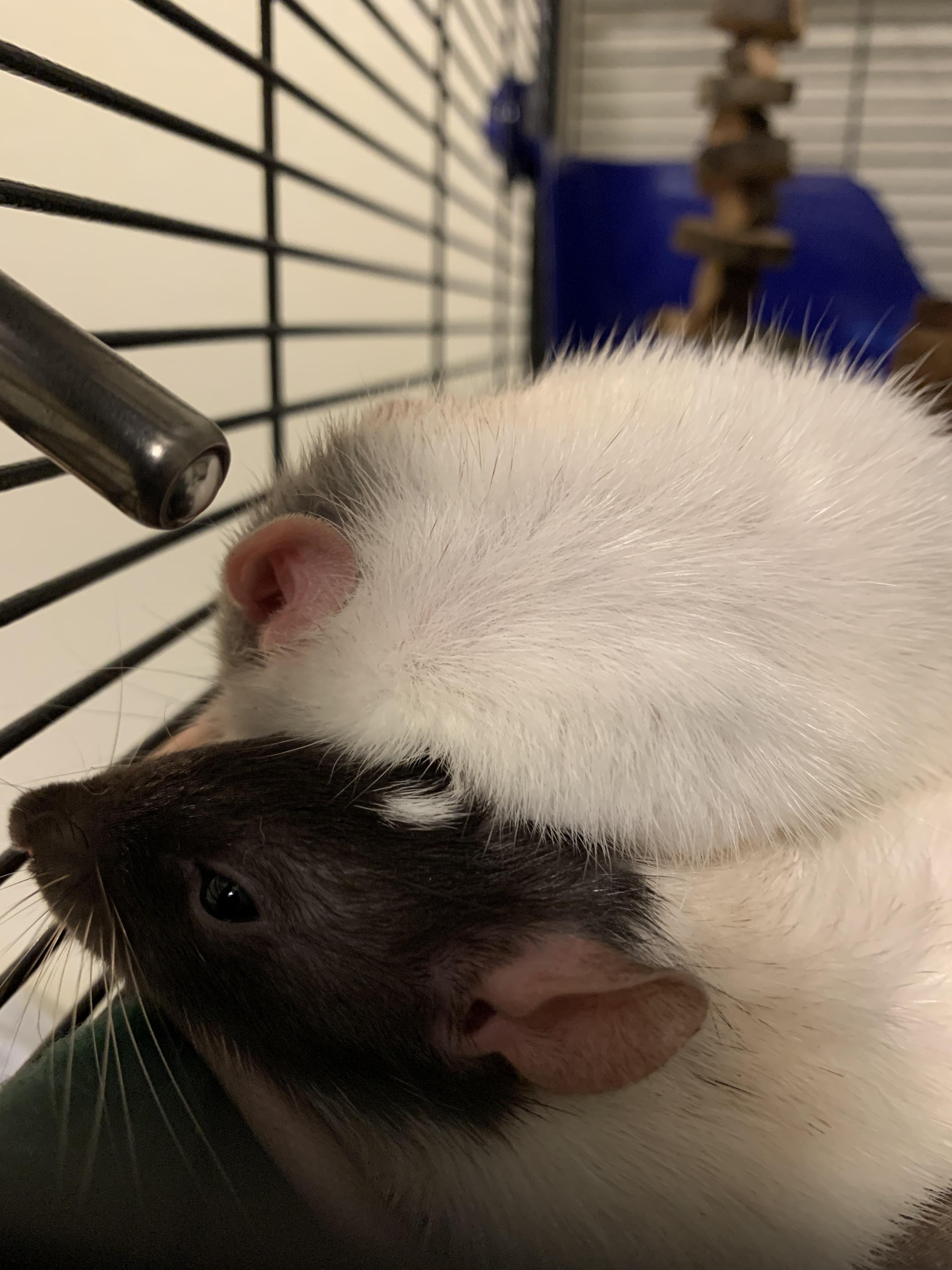 Fizzgig showing off her excellent Gizmo hat | Scrolller